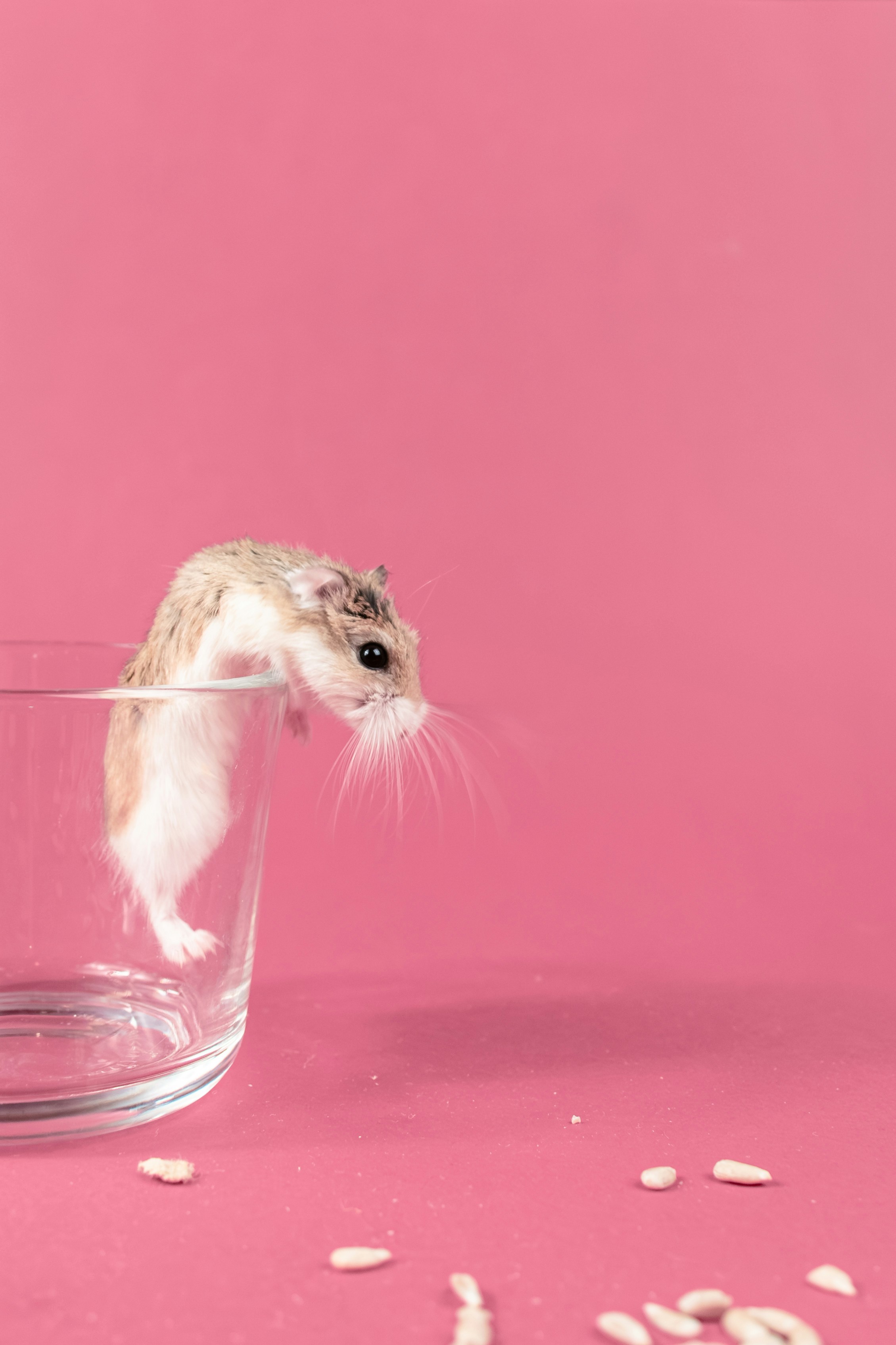 A Tiny Acrobatic Hamster Takes a Sip from a Glass