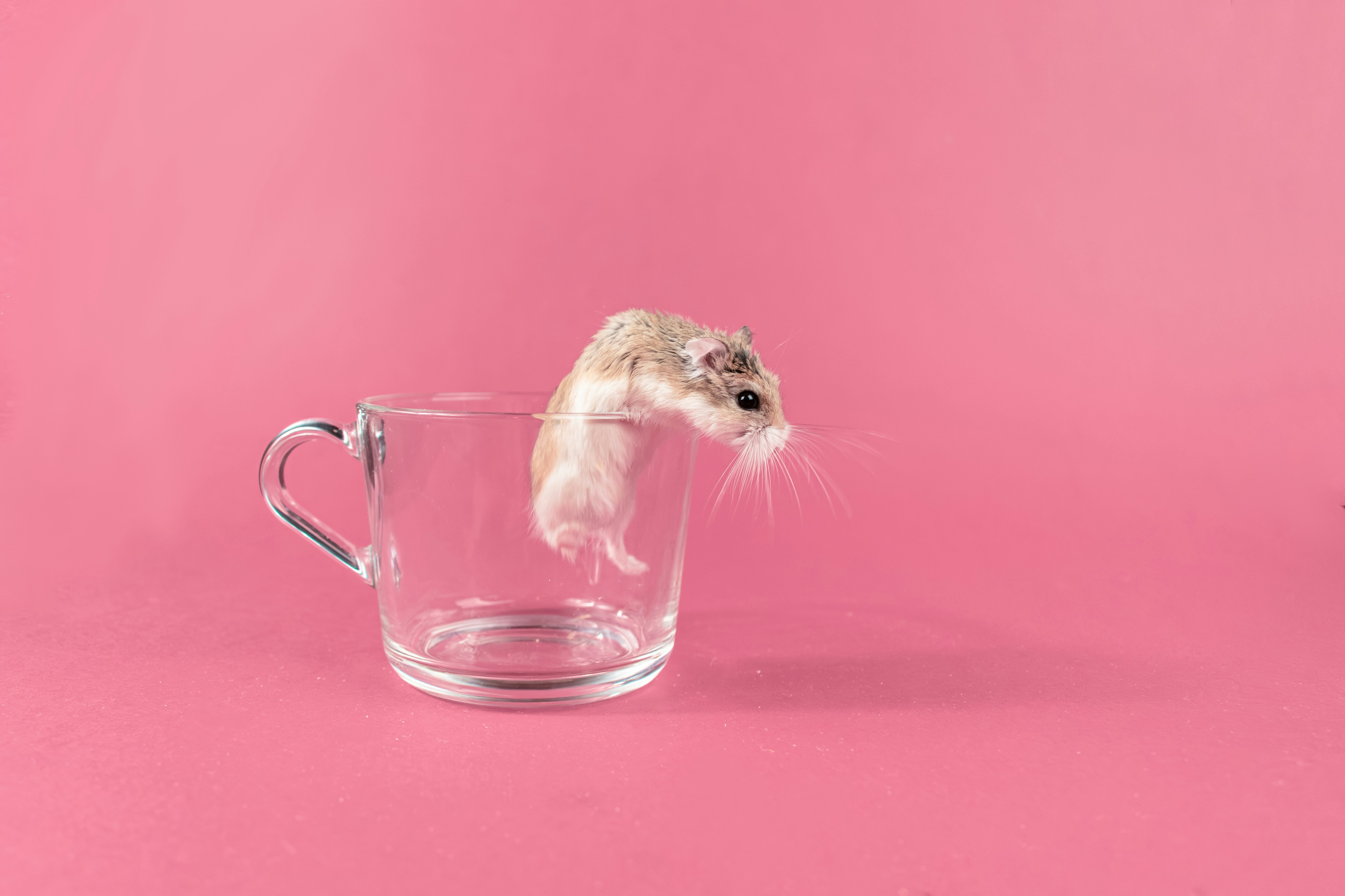 Tiny Acrobat: A Mouse on the Rim of a Glass Cup in a Pink Studio