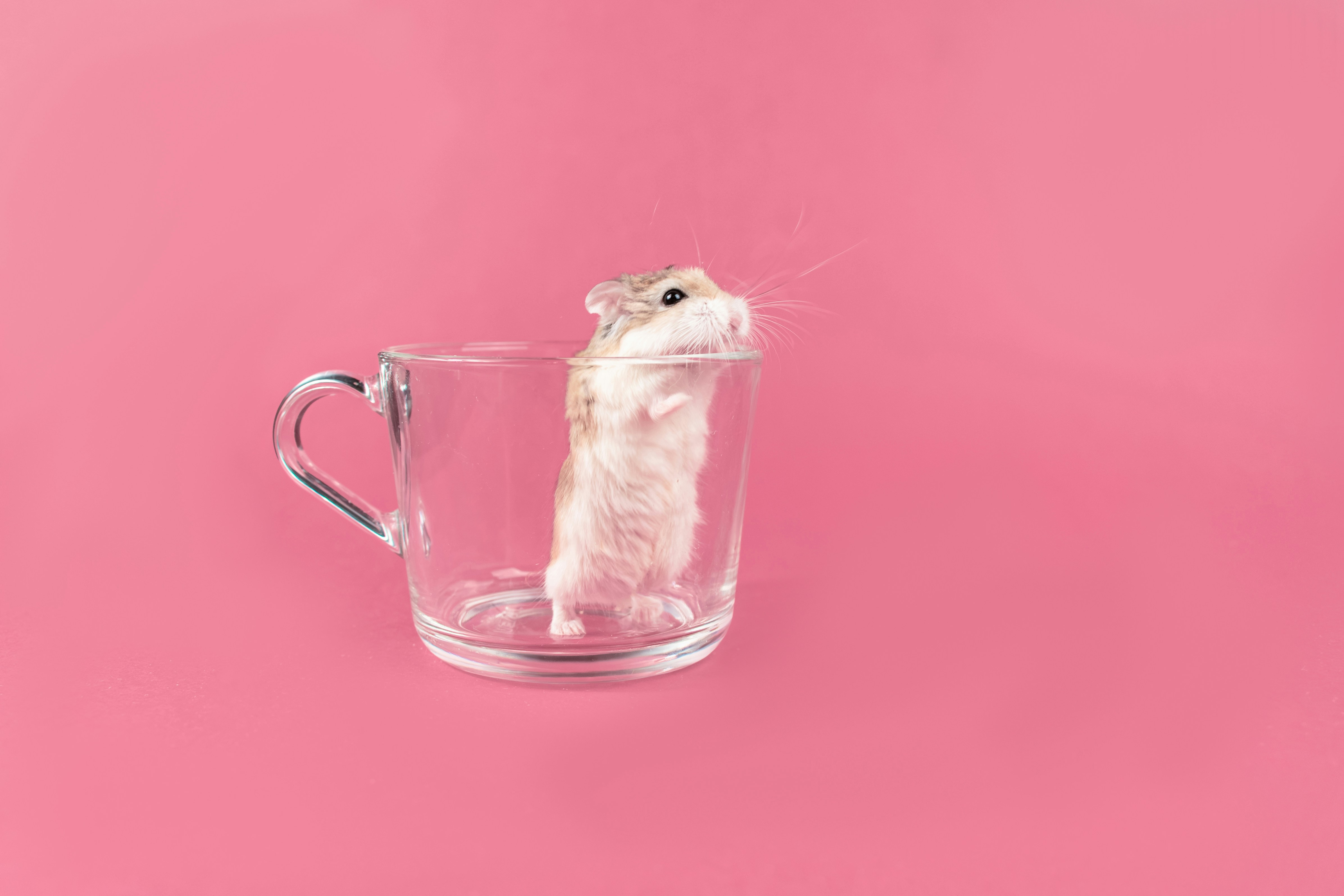 Tiny Acrobat in a Glass Cup: A Pink Dream