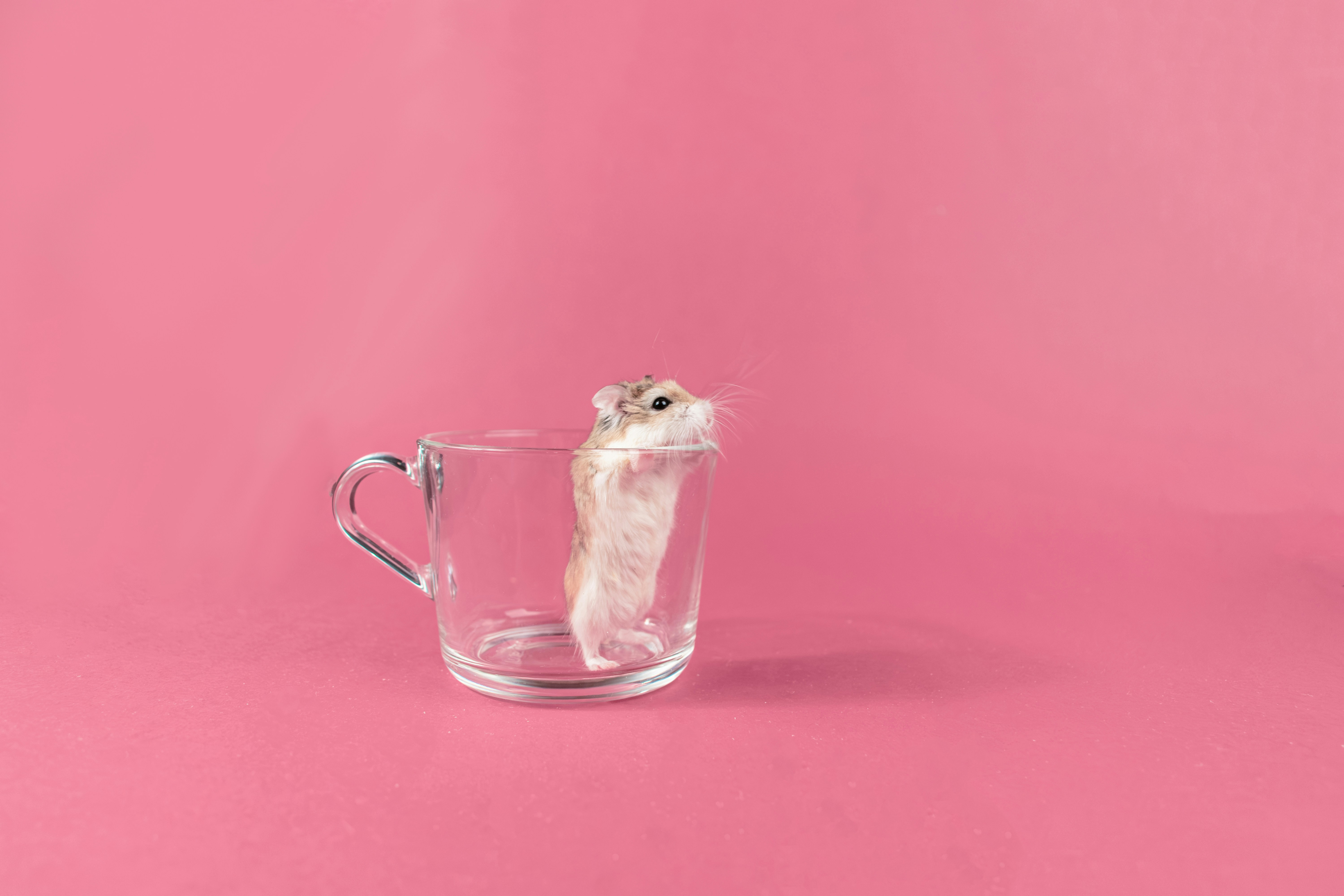 Tiny Mugbound Wanderer: A Mouse Perch in a Glass Cup