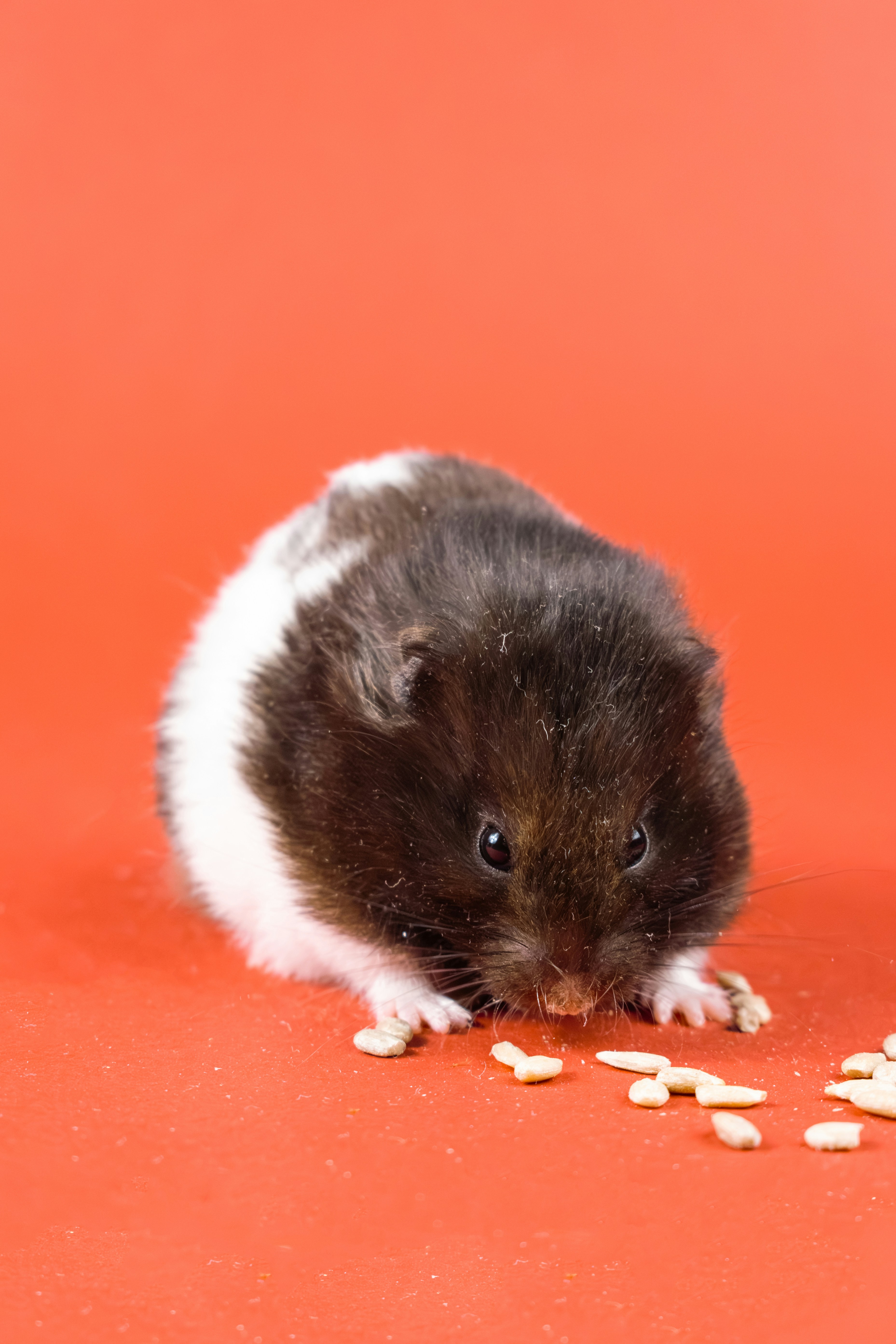 Nibbling Midnight Snack: A Tiny Hamster on Red