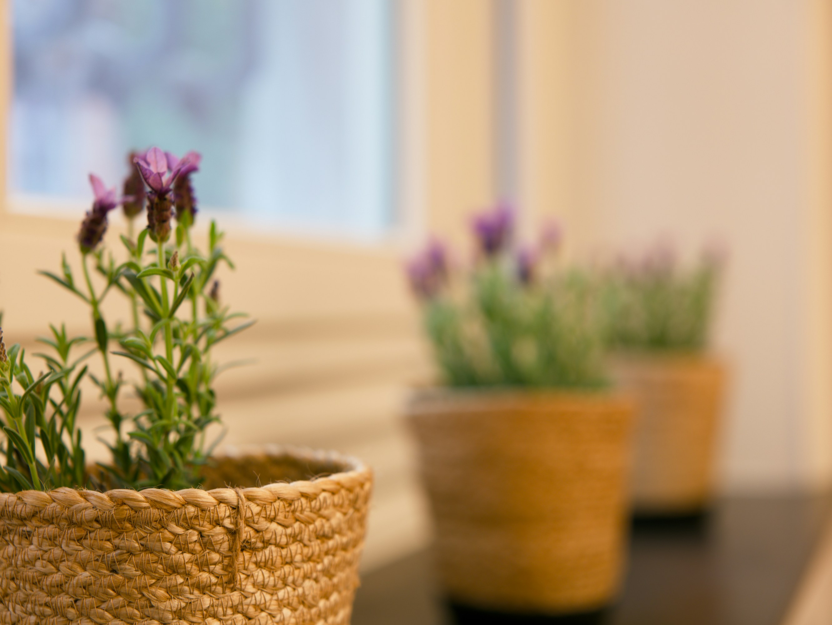 Terracotta Pots in Soft Window Light