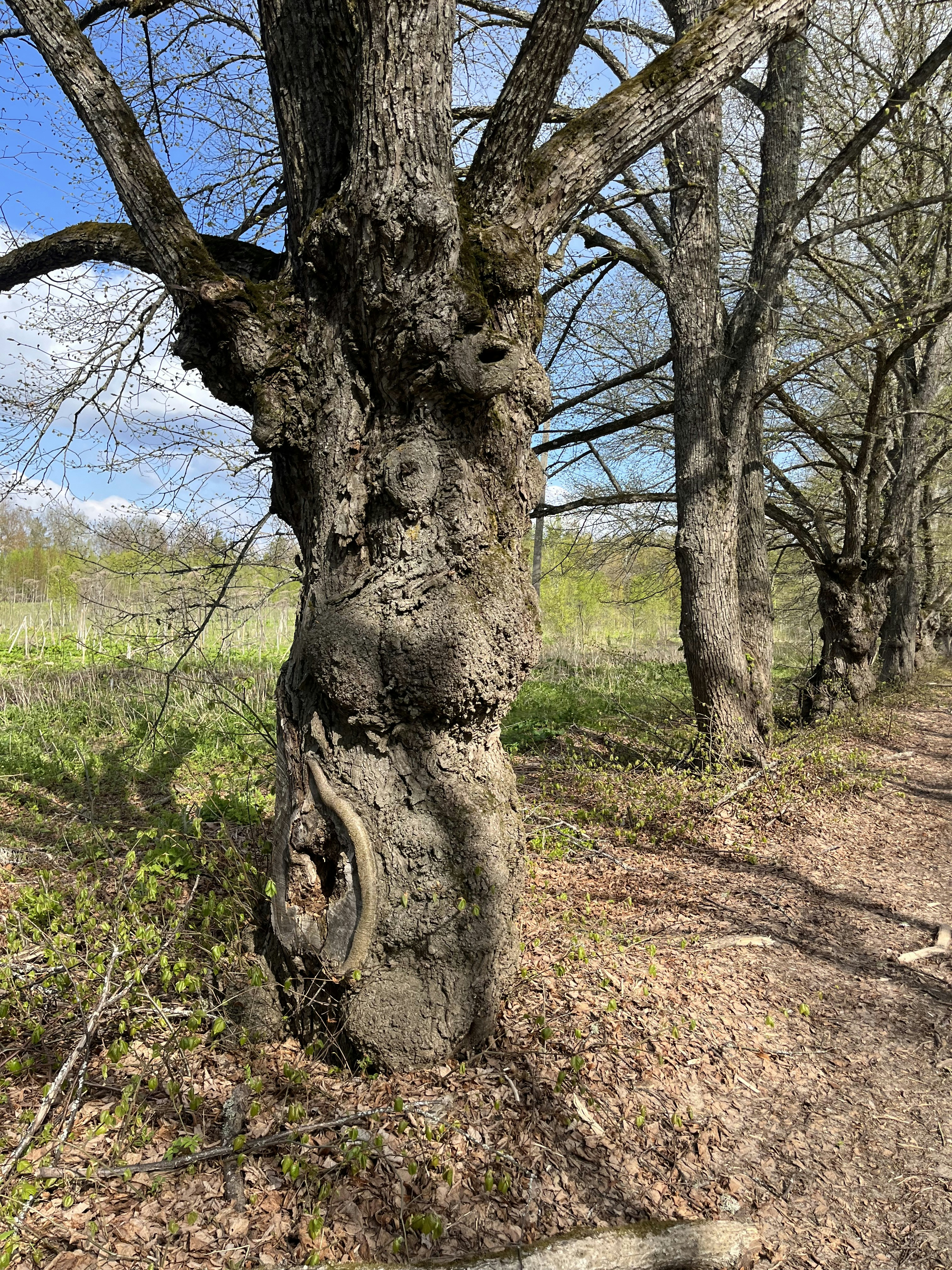 A gnarled tree trunk stands prominently along a dirt path, with a blue sky and budding greenery in the background, highlighting a natural roadside grove.