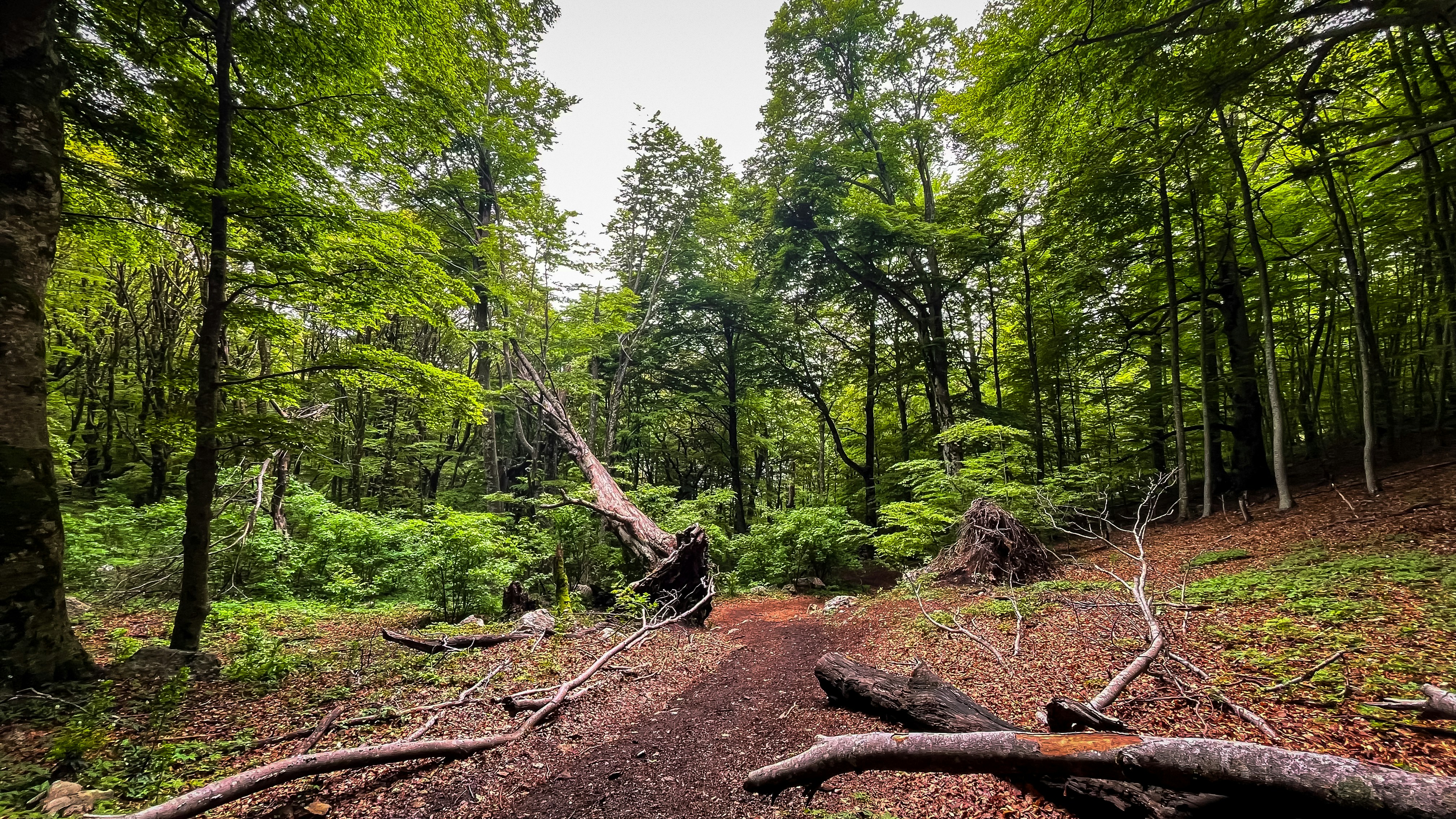 Rooted Pathway Through a Quiet Green Forest