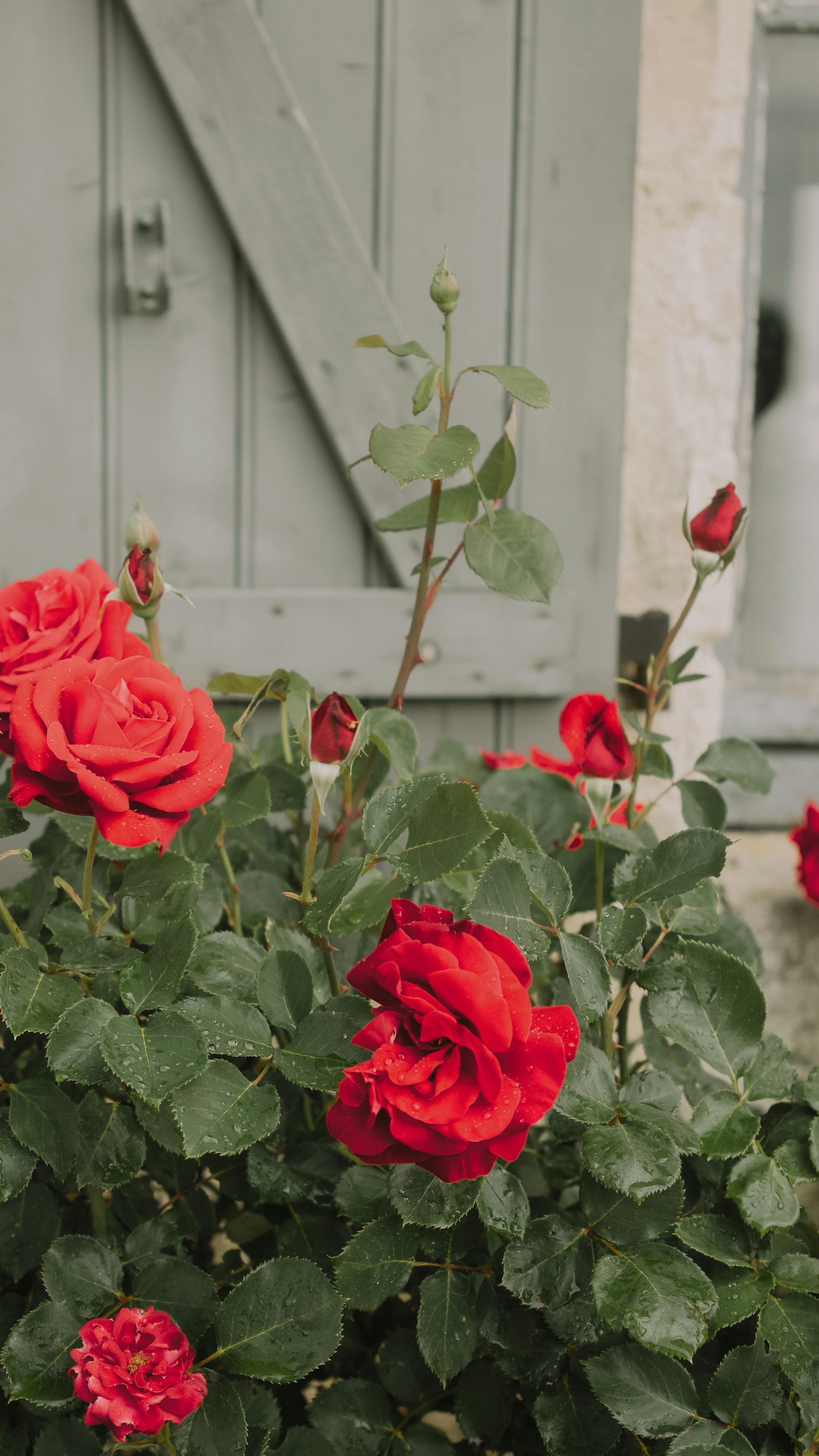 Crimson Roses Framing a Quiet doorway