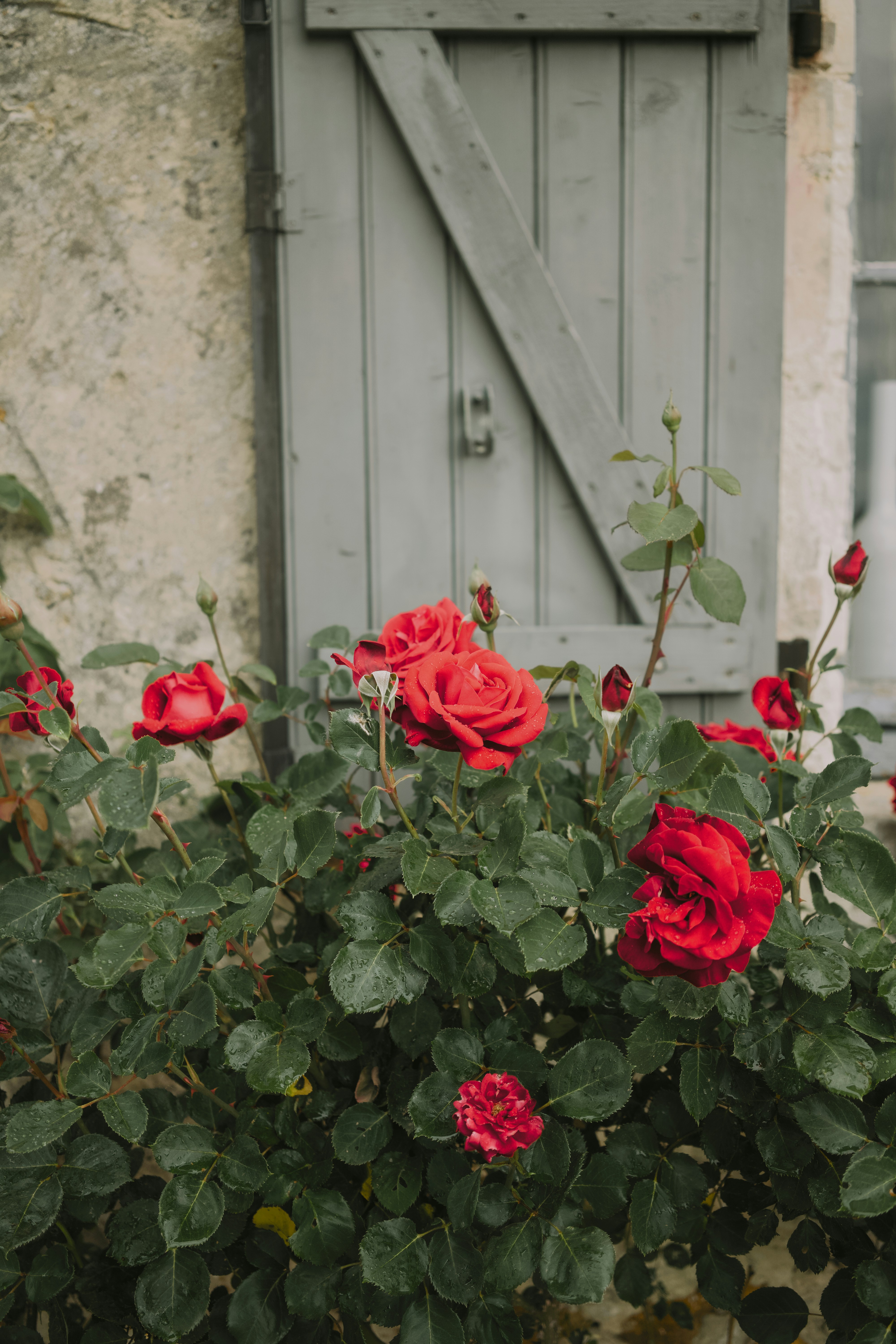 Red roses in front of weathered gray shutters