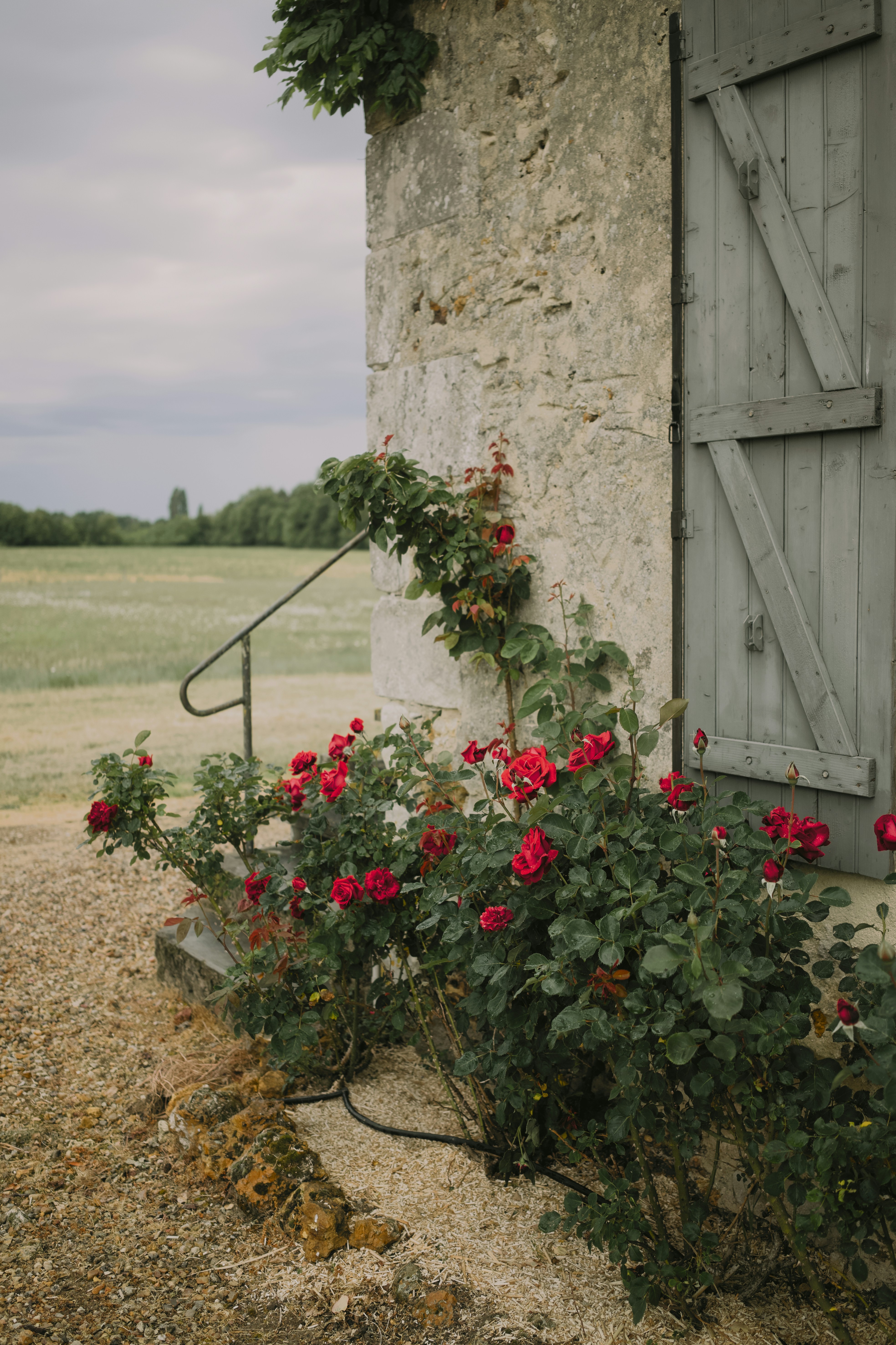 Rose Blooms by the Stone Wall and Worn Door