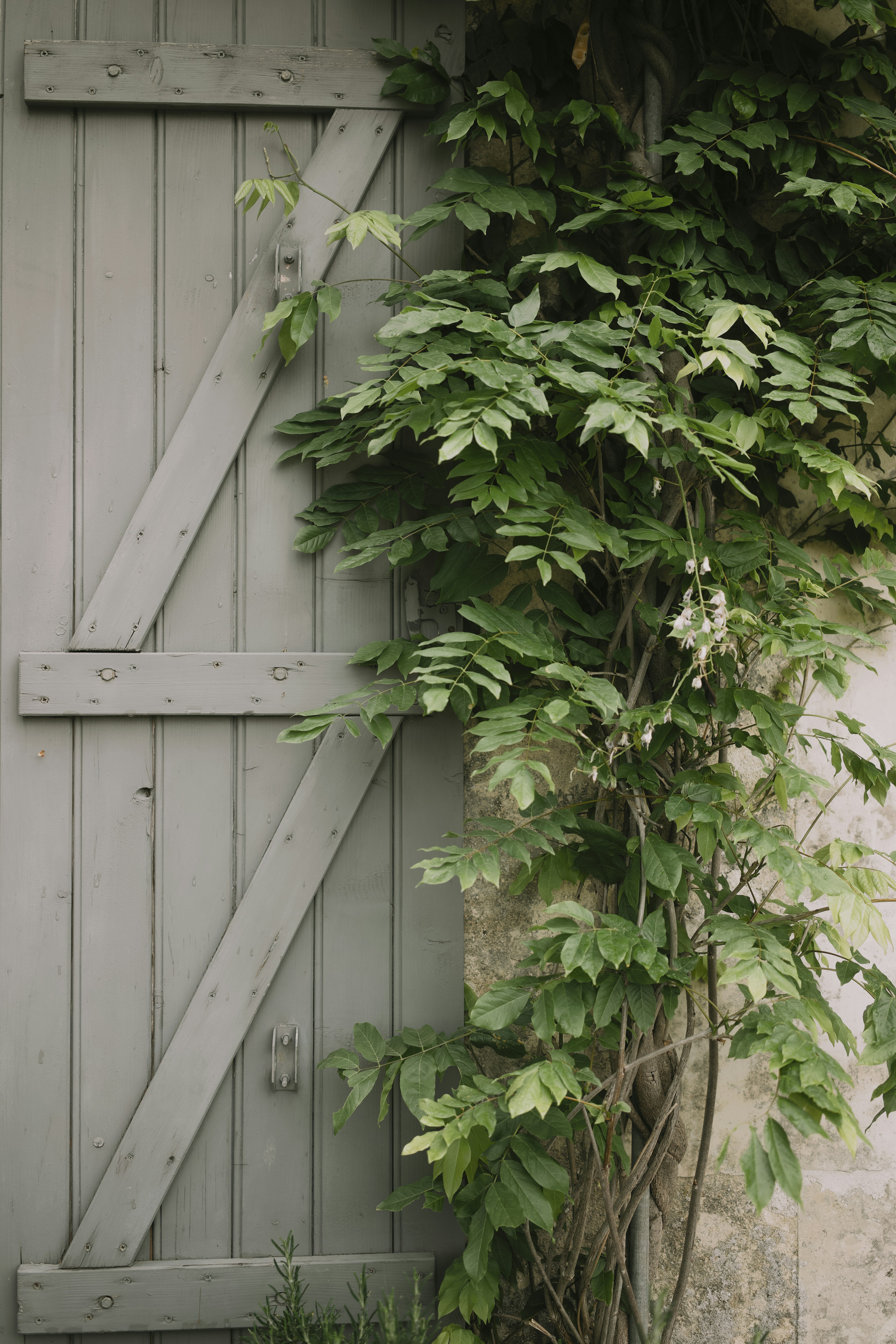 Vines Claim the Gate: A Quiet Tangle by Weathered Wood