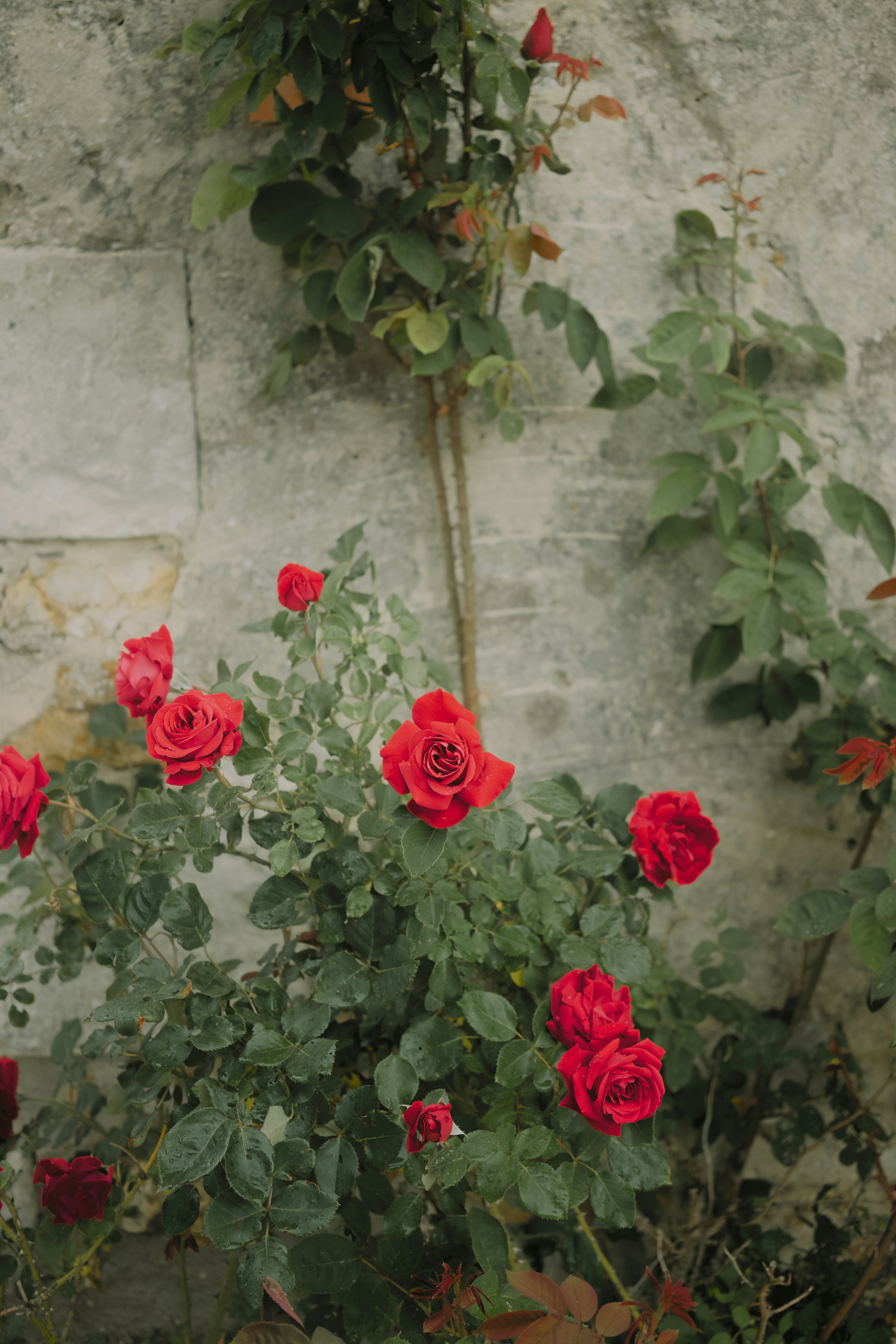 Crimson Roses Against a Weathered Wall