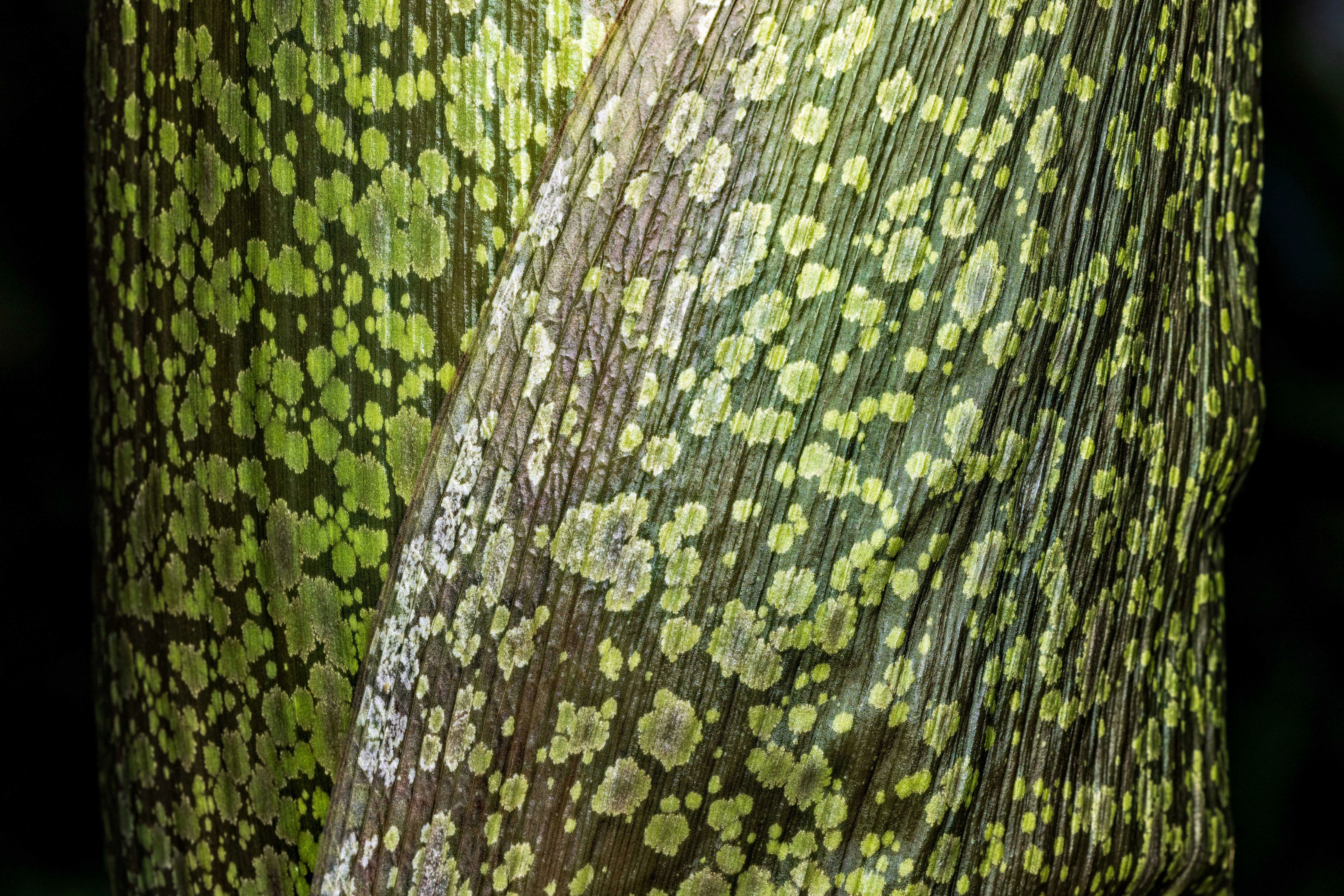 Dappled Bark: A Close-Up of Speckled Tree Trunk Textures