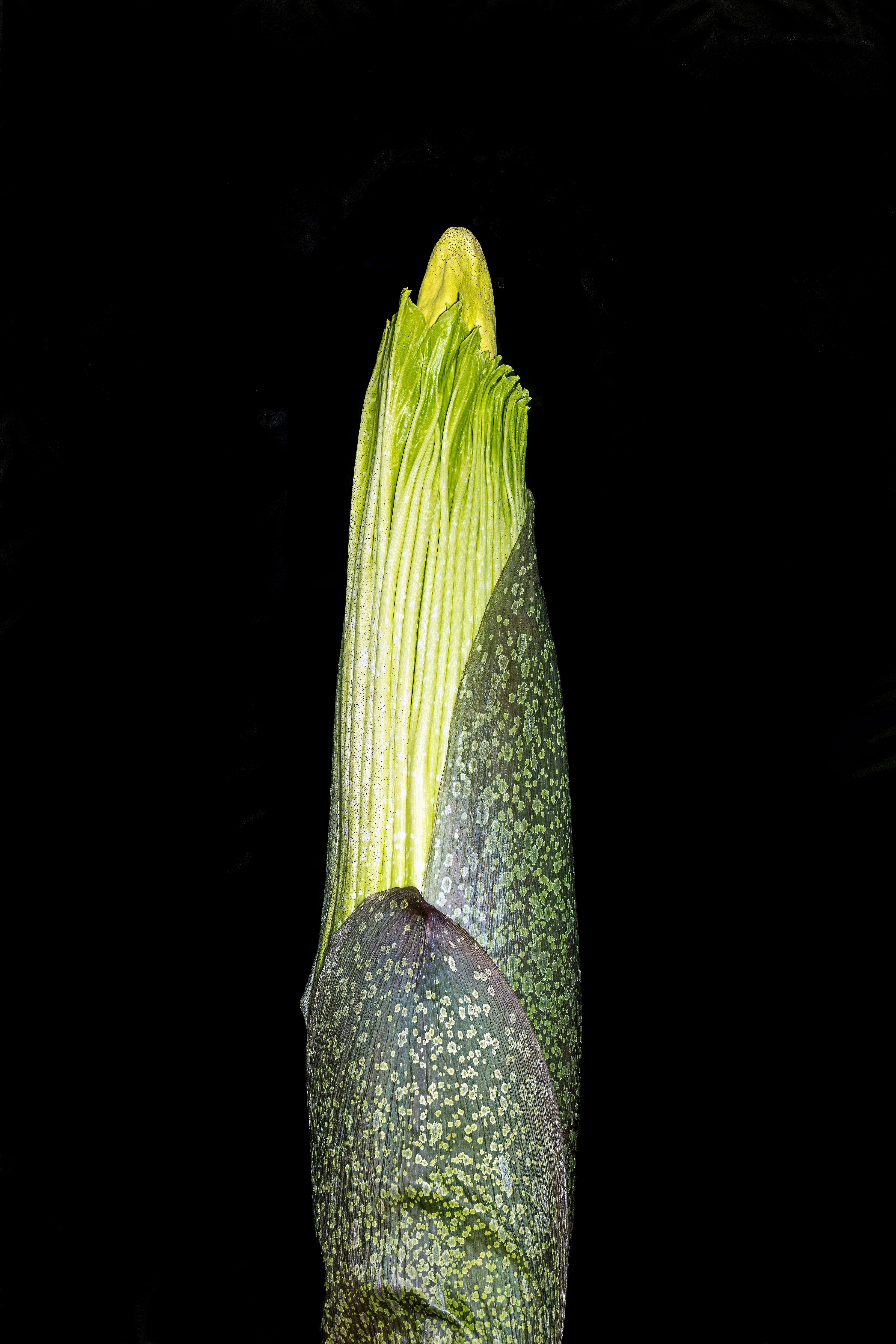 Emerald Crown: A Close-up of Fresh Tulip Bud Against Night