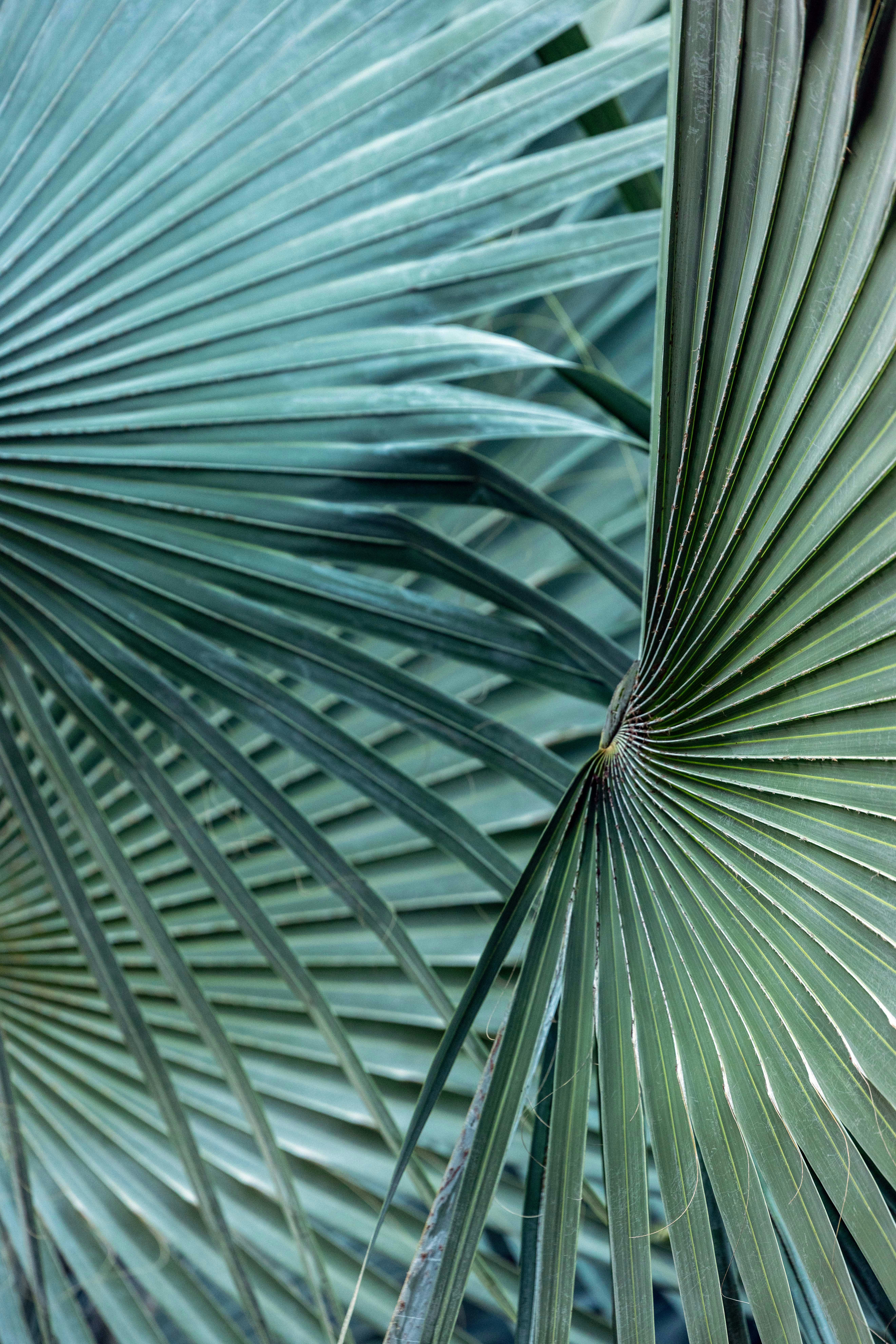 Circular Palm Echo: Fronds Radiating from a Central Pivot