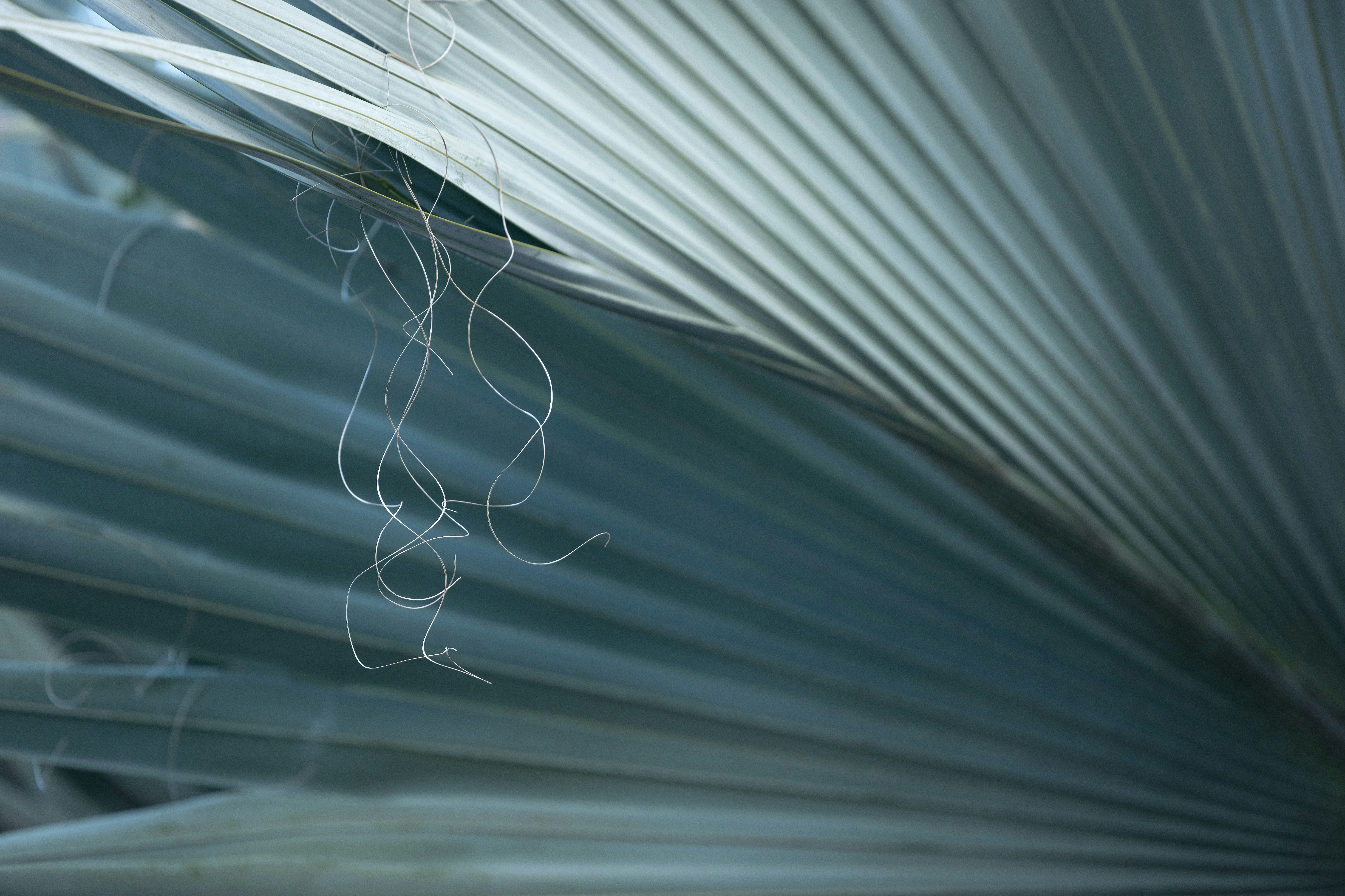 Filament Whispers: Strands of Light Against a Palm Veil