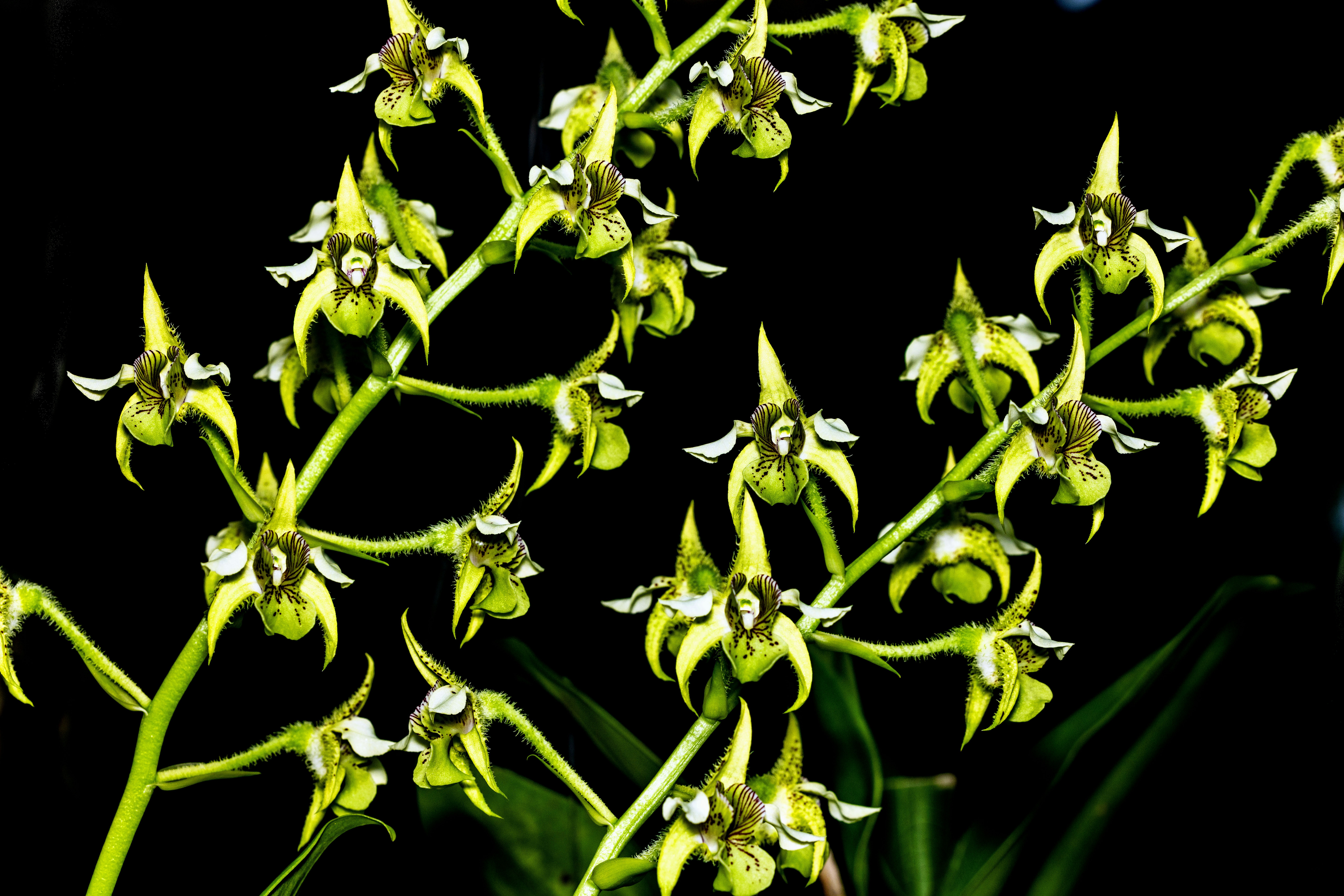 Verdant Orchid Latticed: A Close‑up of Green Orchids against Obsidian