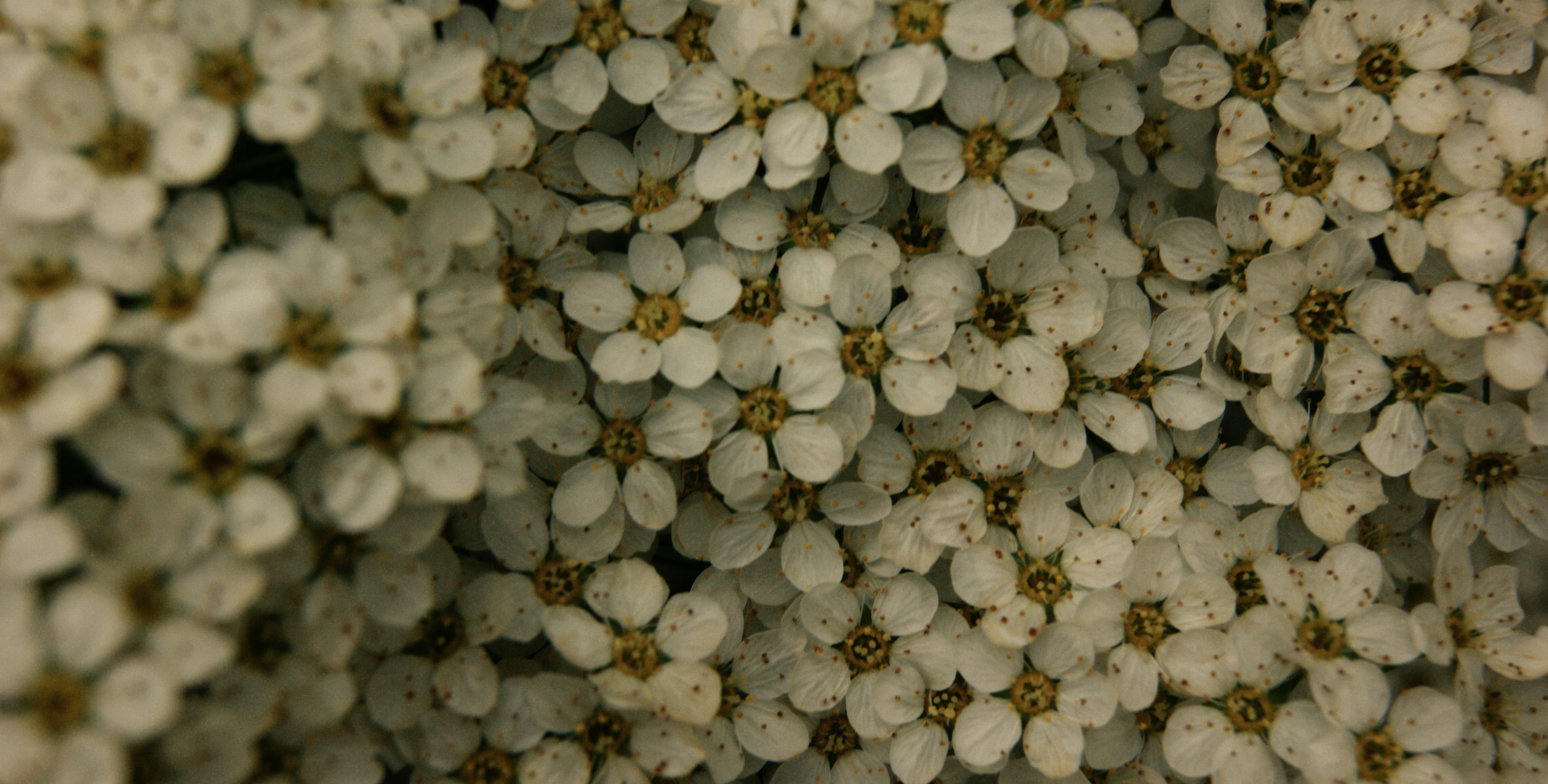 Field of Tiny Pearls: A Dense Sea of White Blossoms