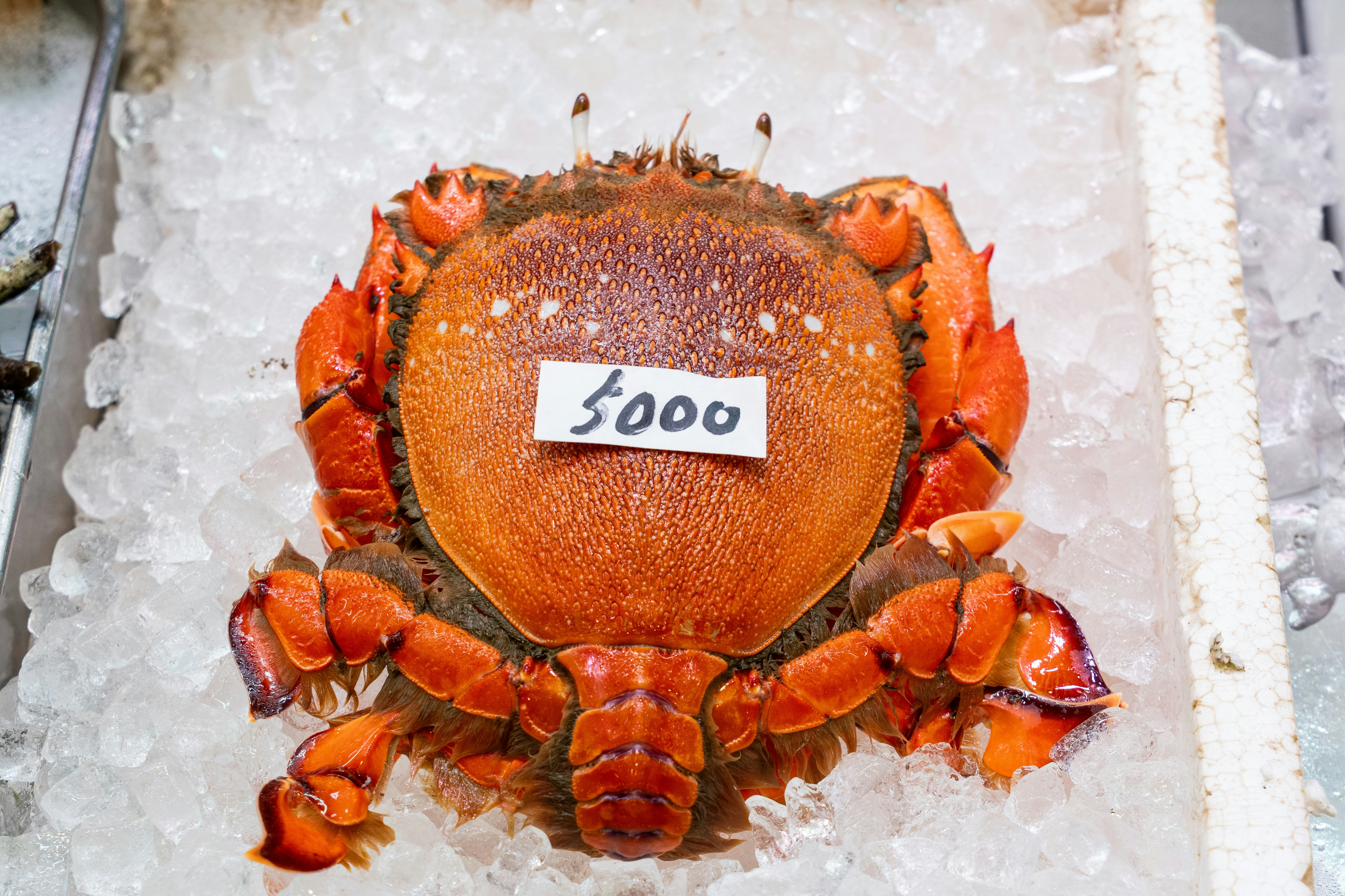 Crimson Prize on Ice: A Market Crustacean Sold in Frost