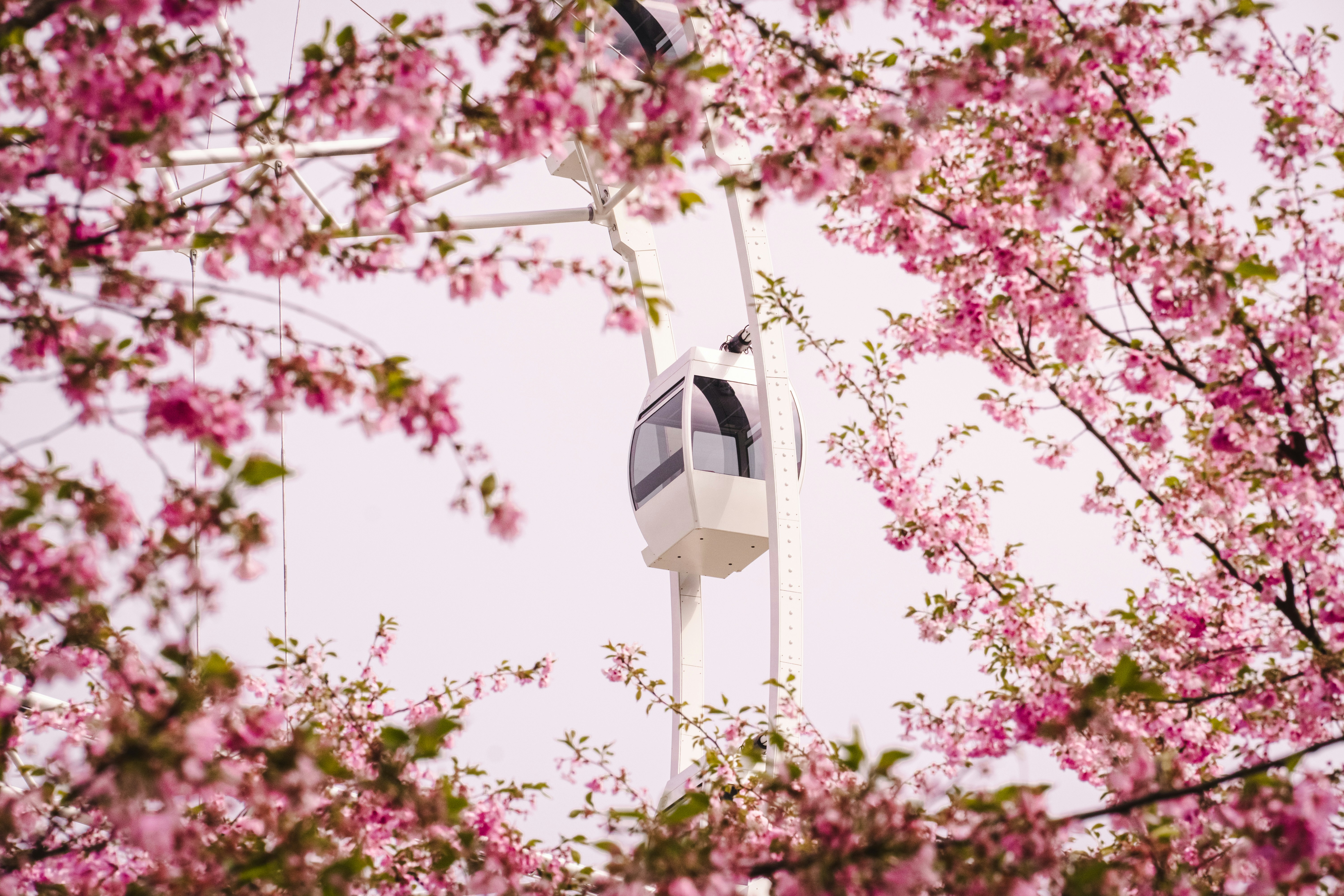 Blossom Frame: A Cable Car Among Pink Petaled Veils