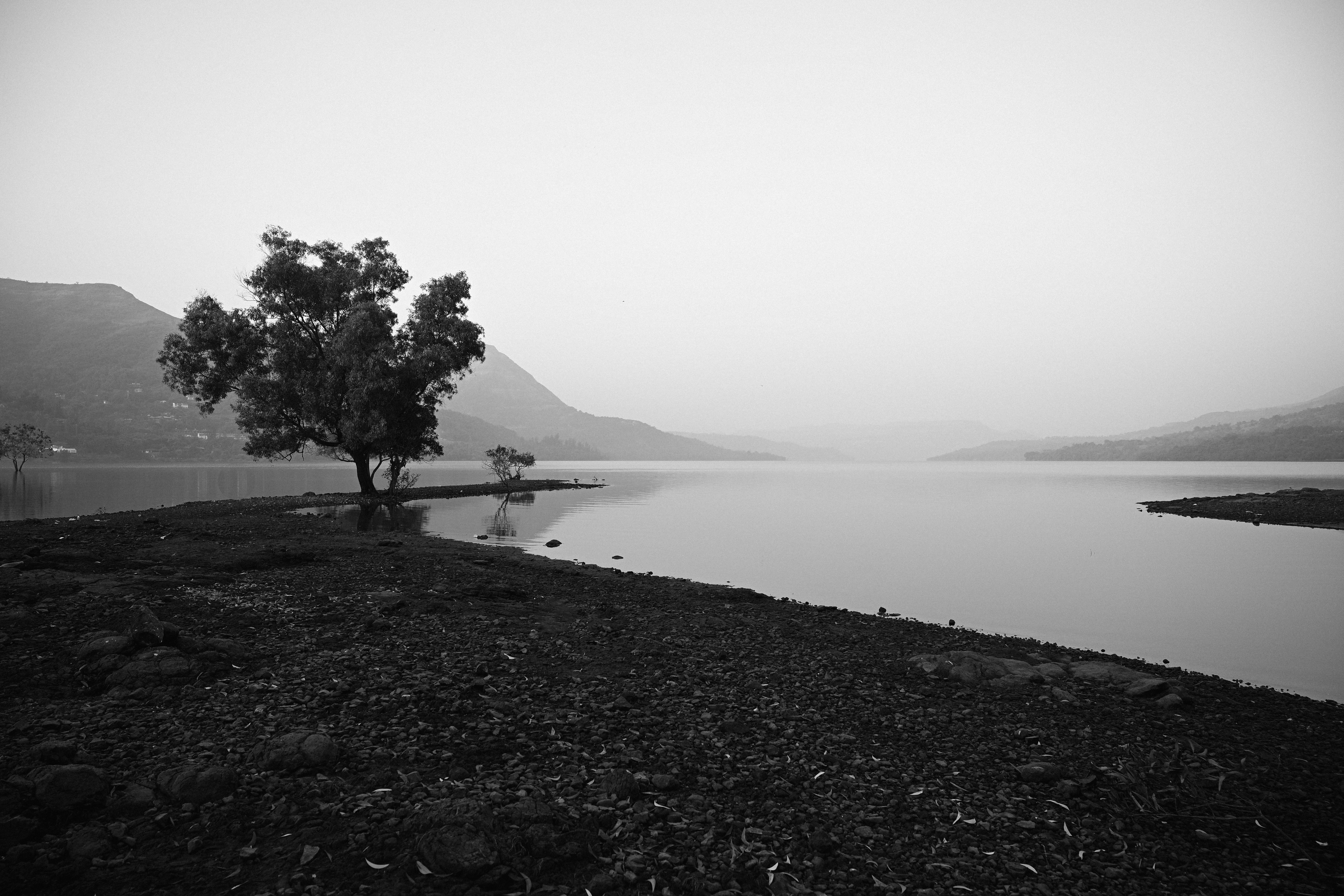  lone tree at the water's edge under a quiet horizon