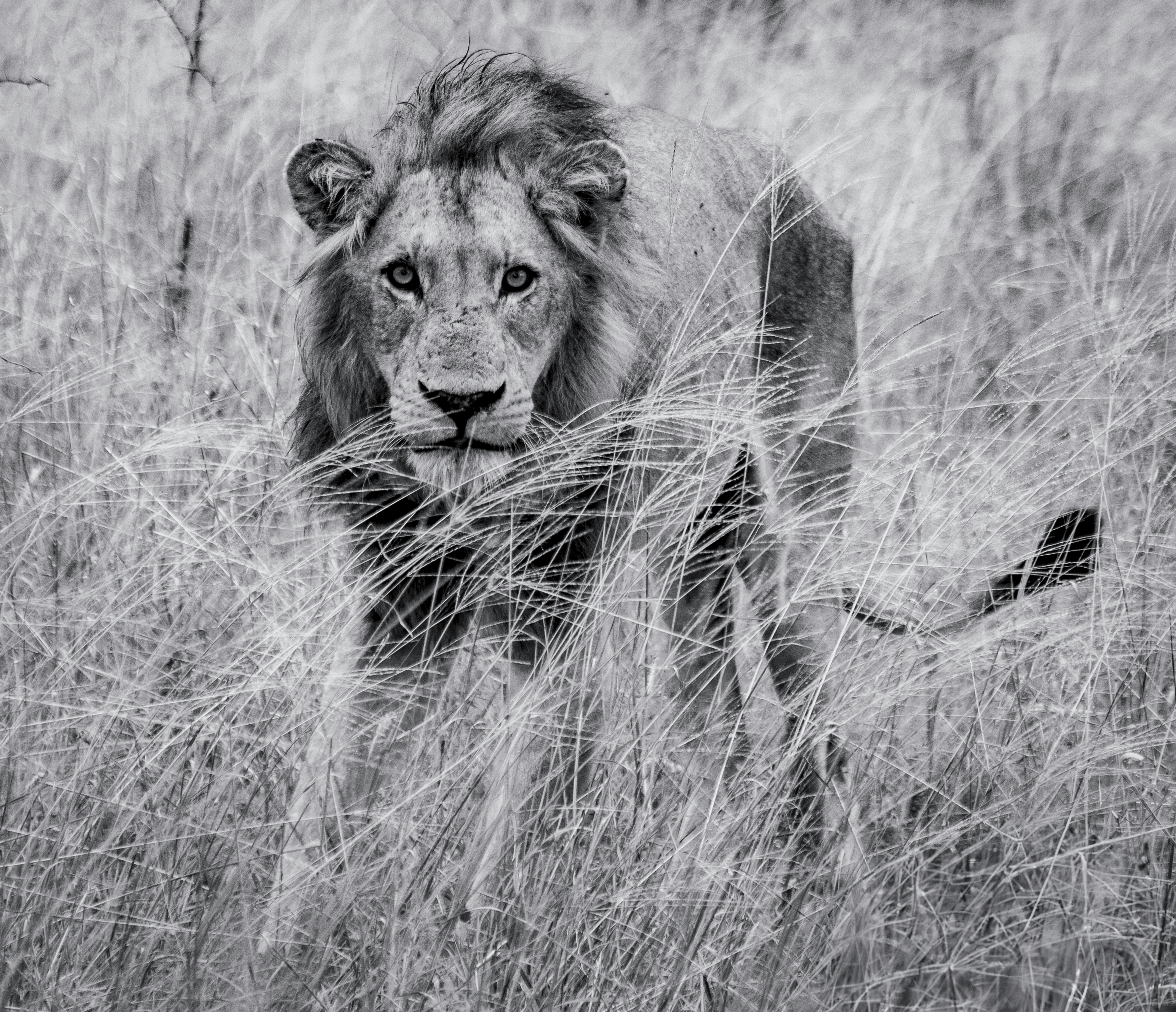 Lion Portrait in Black & White The silent stare of a lion hidden in the grasslands — strength, patience, and presence captured in monochrome.