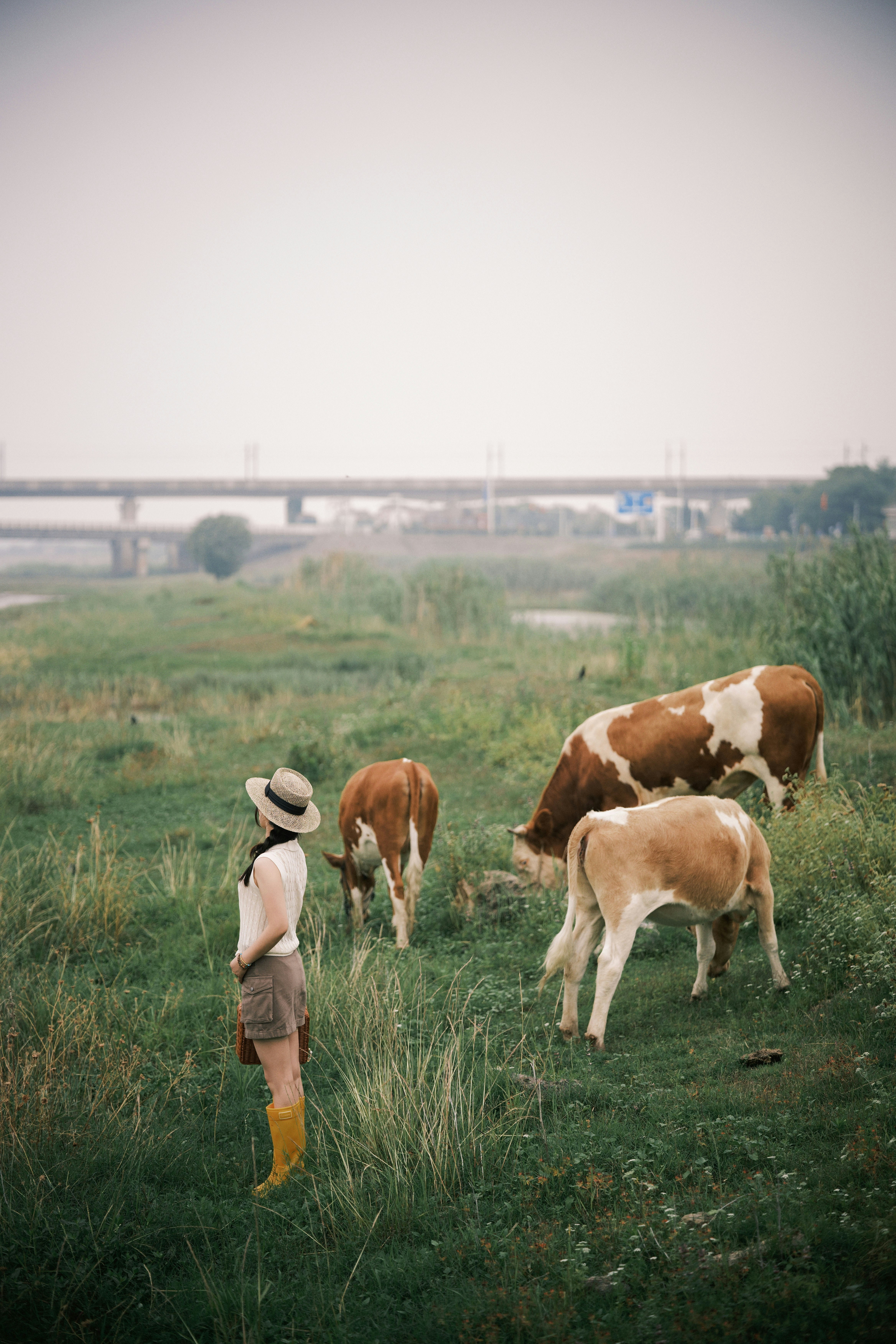 Pasture Portrait: A Woman in Sunswept Field with Grazing Cattle