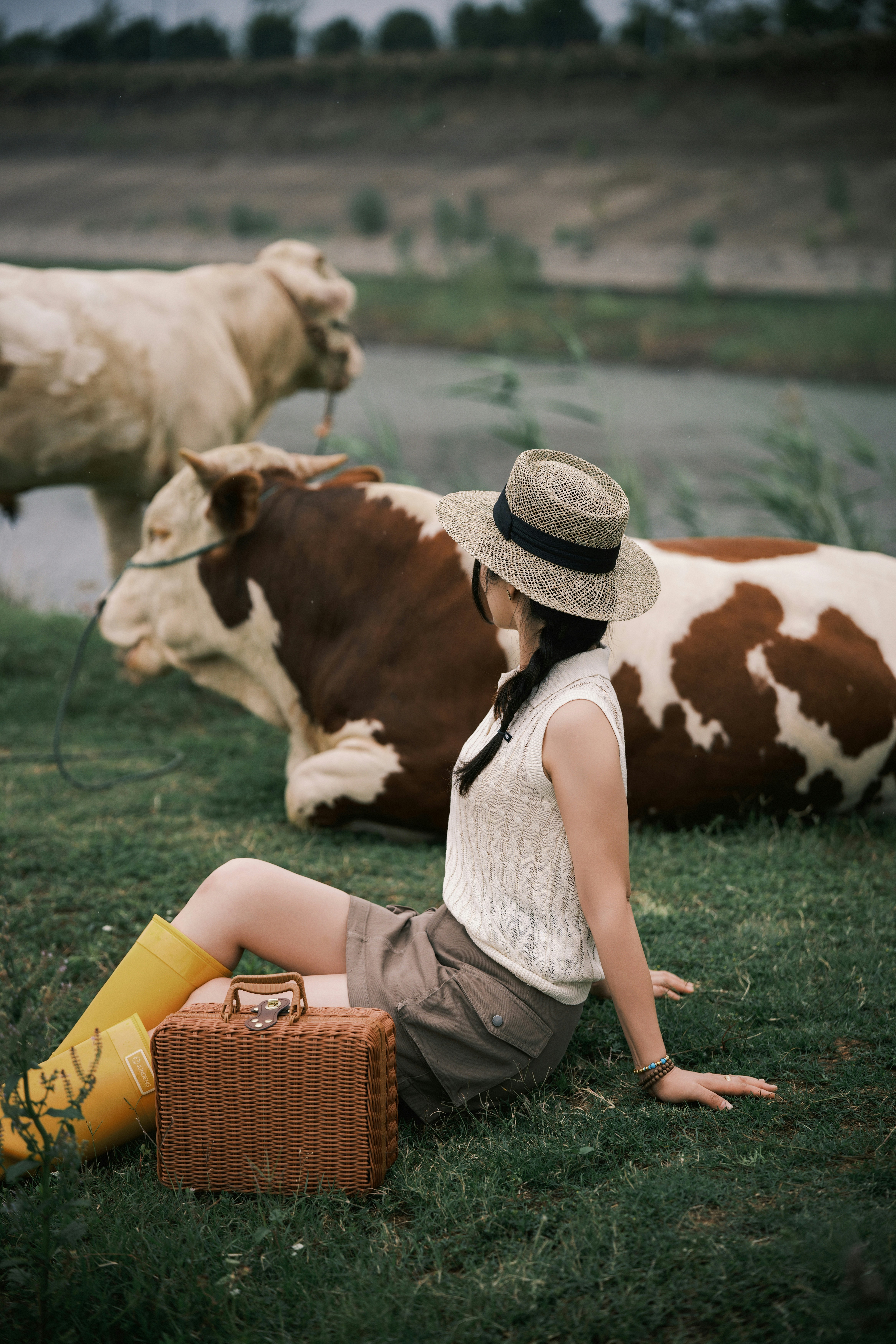 Quiet Moment with Cattle and Sunlit Picnic