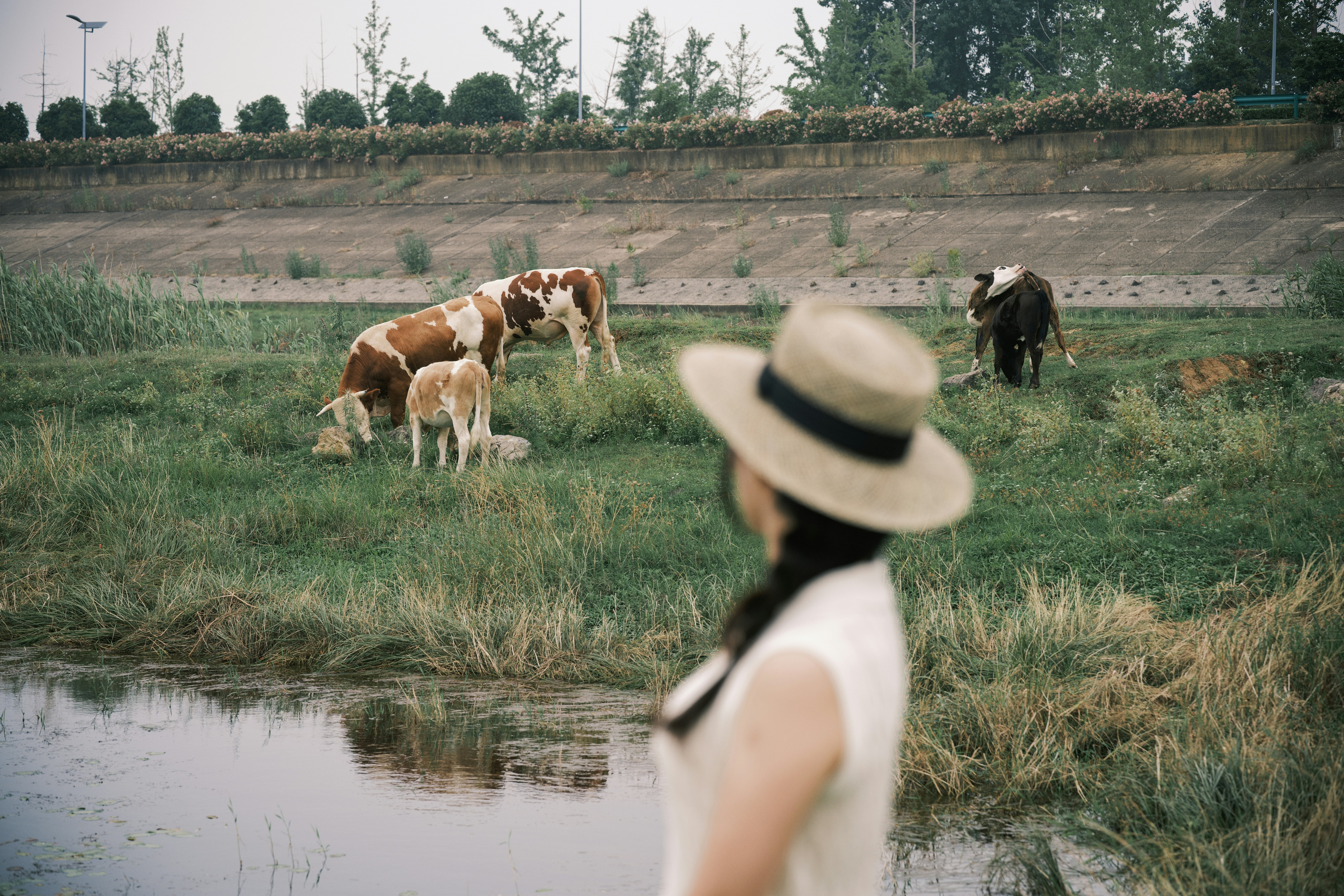 Quiet Field Interlude: Cows and a Stranger by the Water