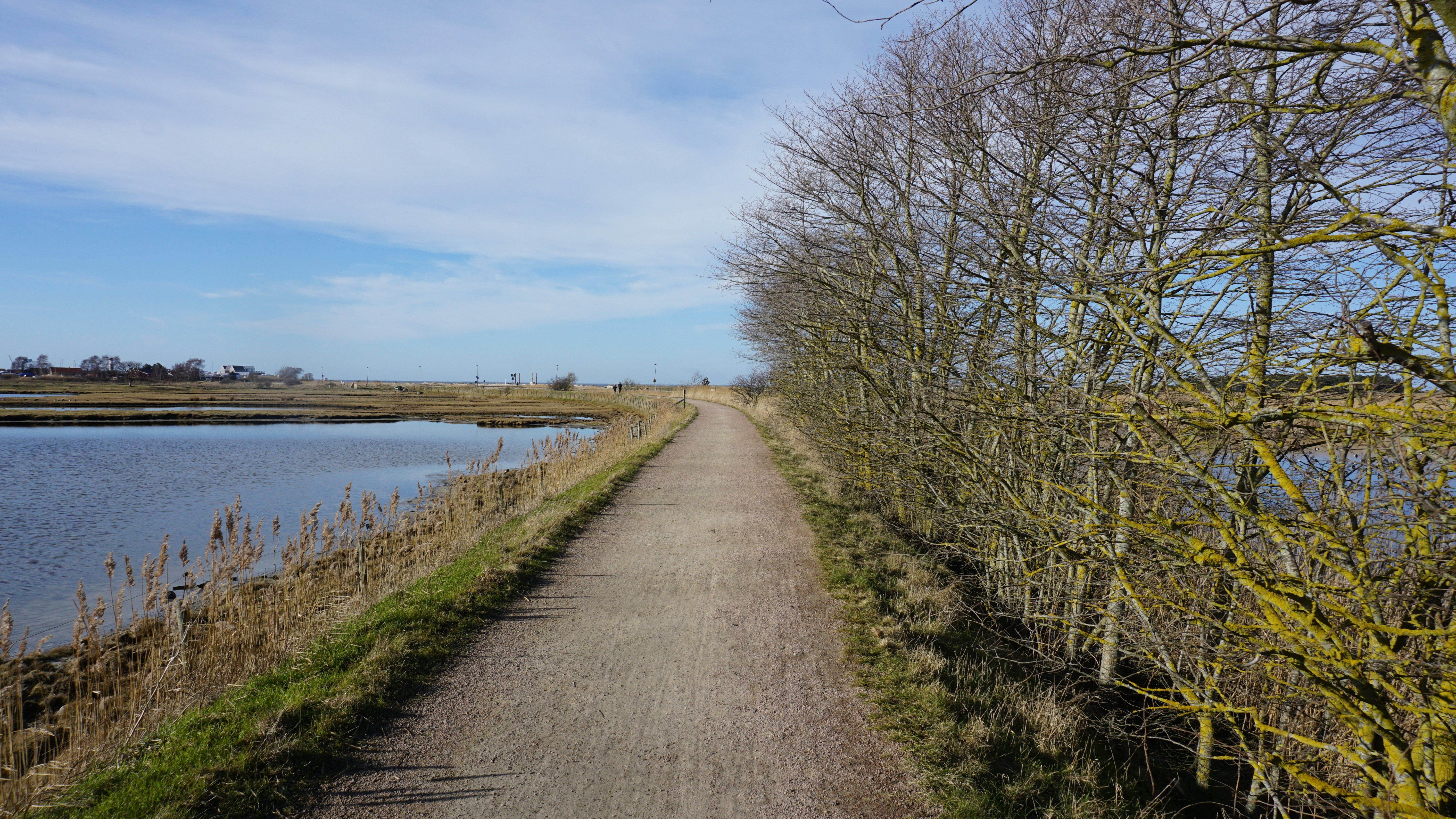 Toward the Horizon: A tranquil riverside trail under bare winter trees