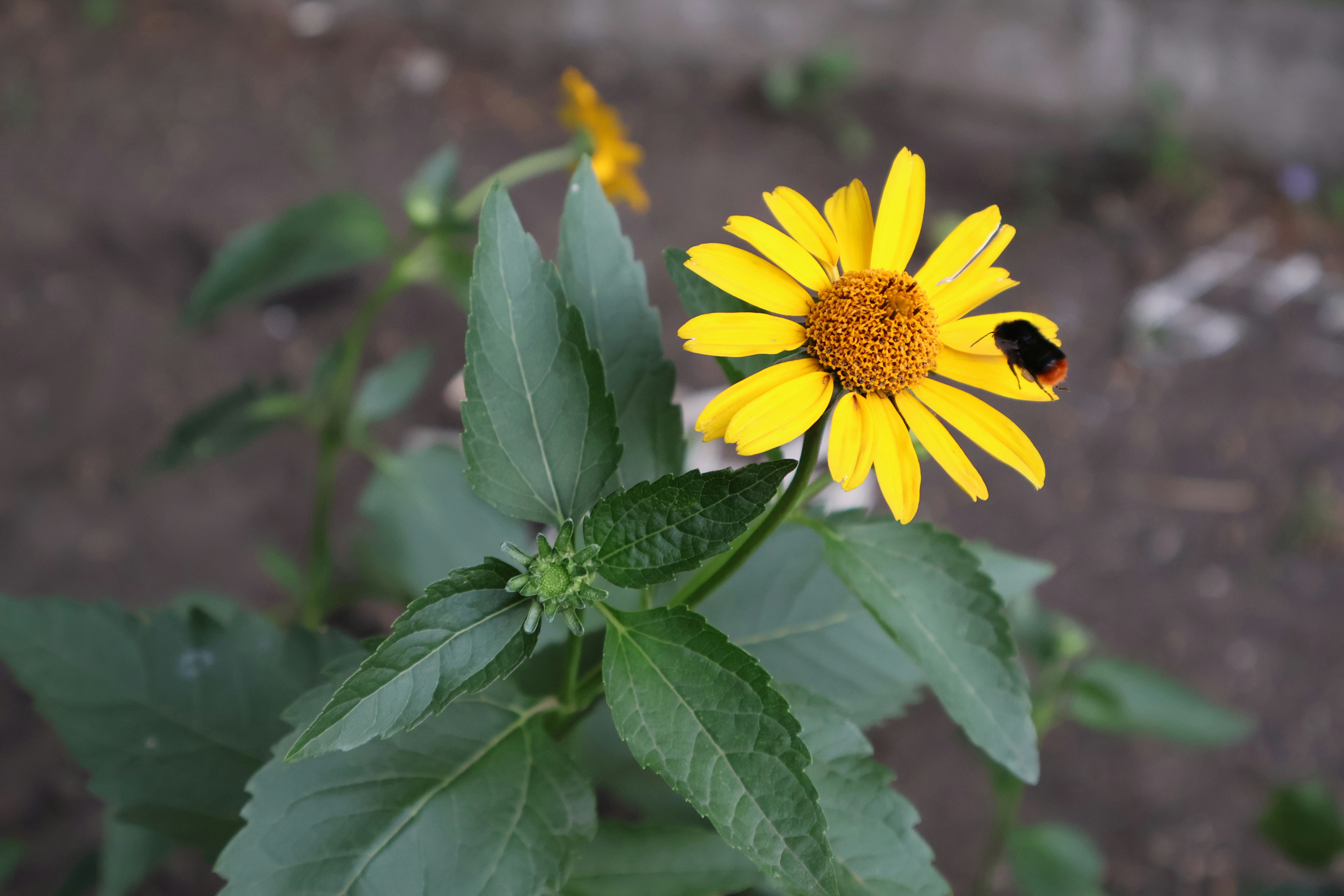 Yellow Bloom with a Busy Bee: A Sunlit Flower in Focus