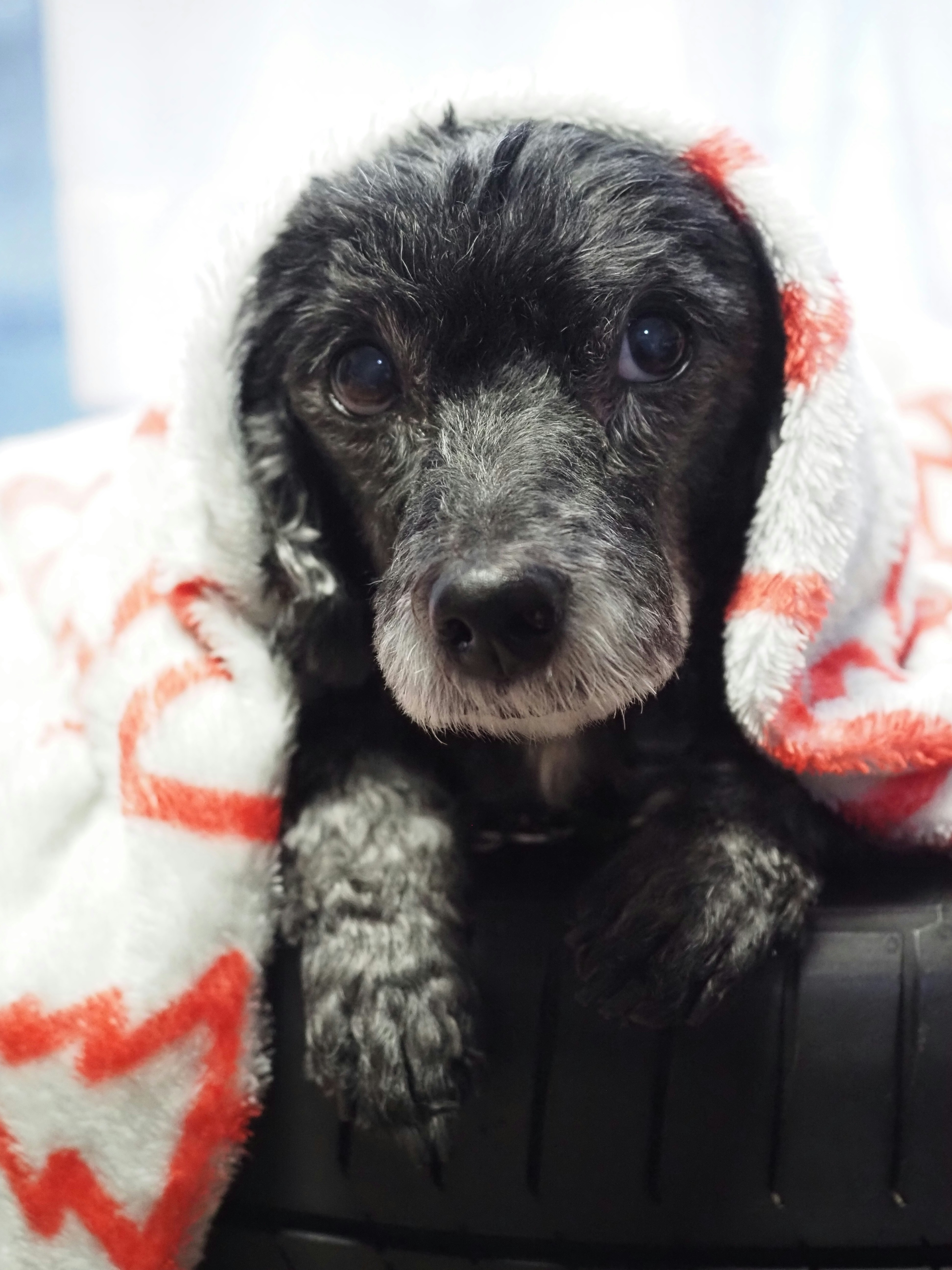 Nose-to-nose with a fluffy blanket, a sleepy eyes portrait