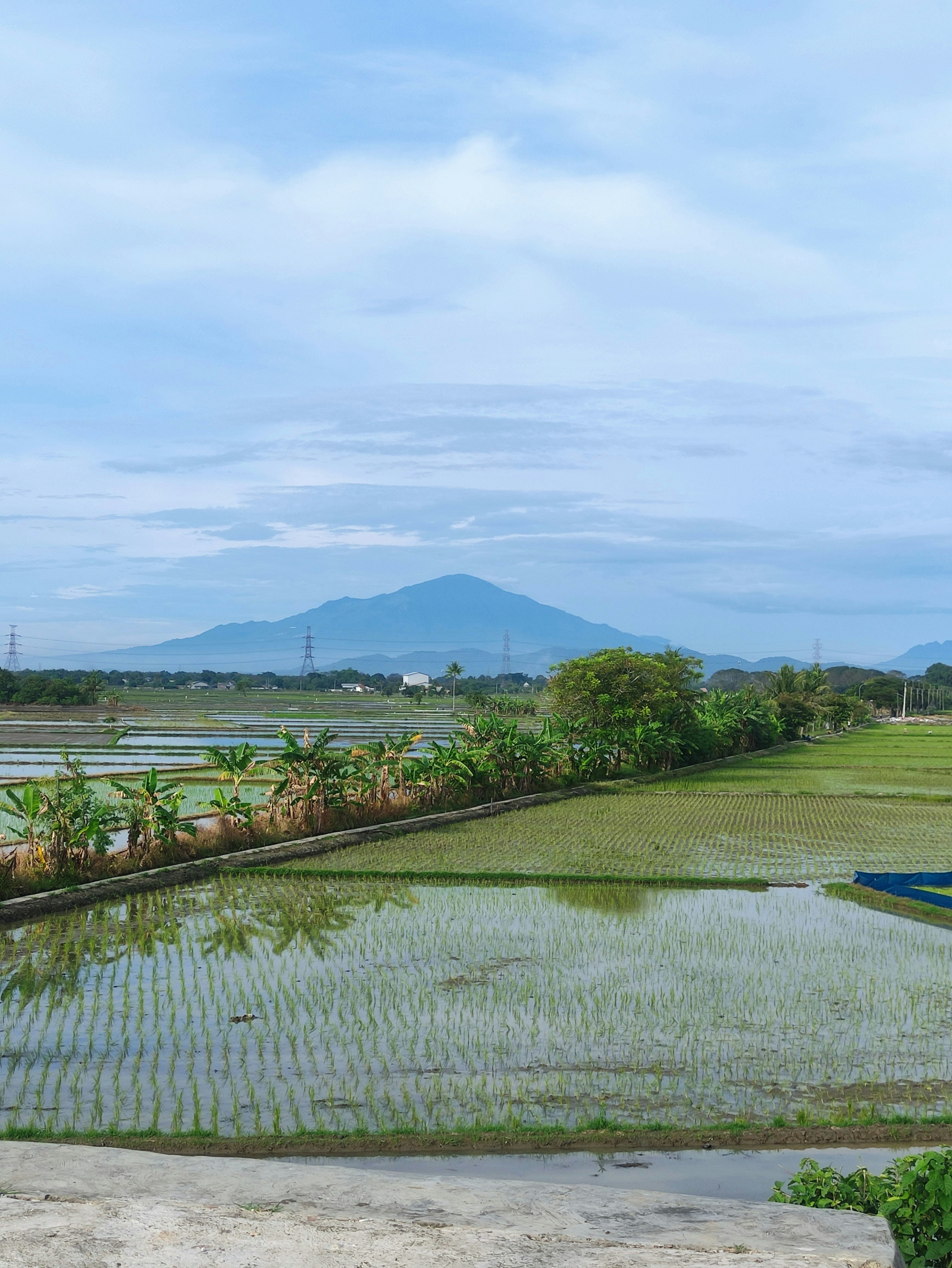 Rice fields toward distant blue hills under a soft morning sky