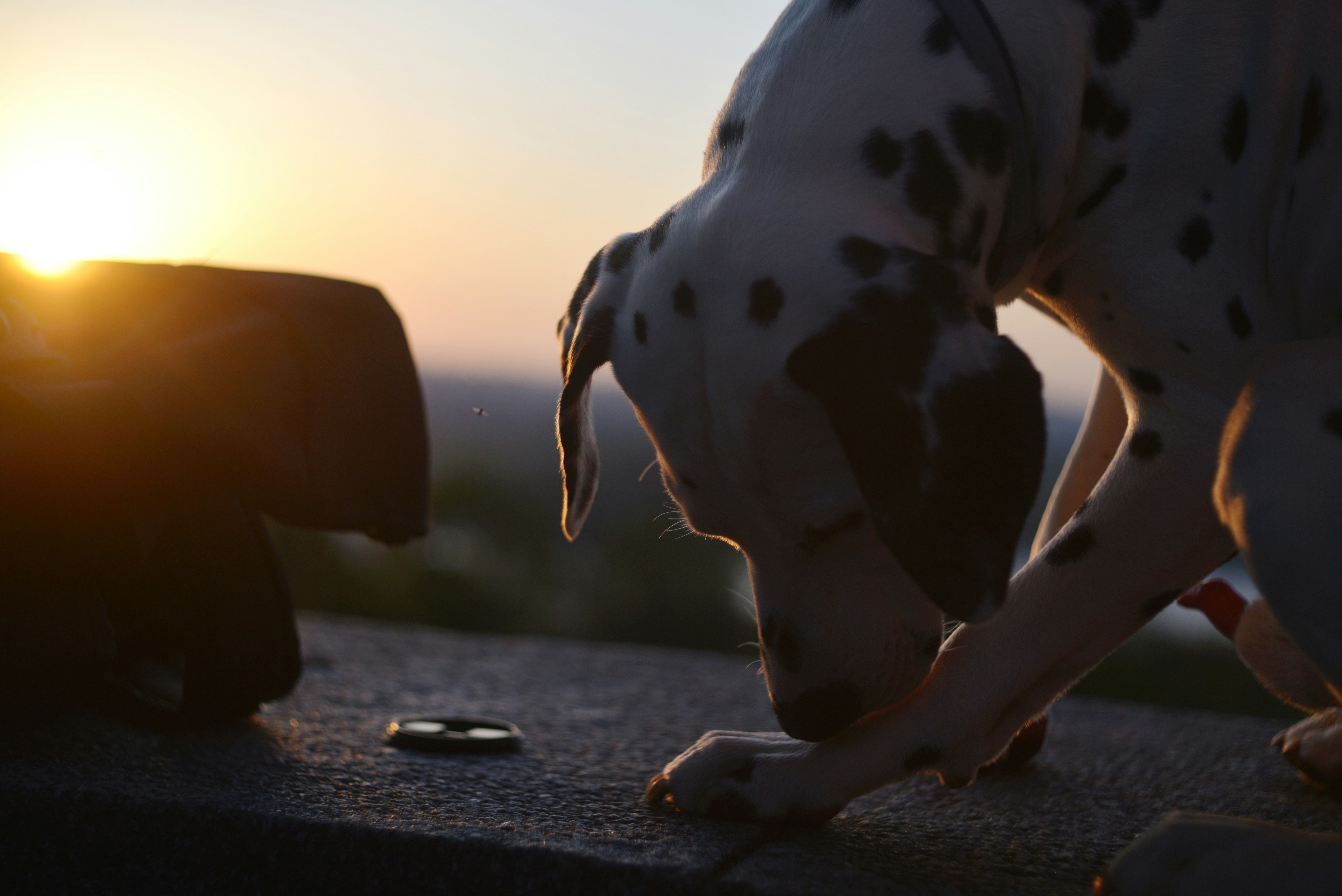 Dappled Focus: A Dalmatian at Sunset Testing the Frame