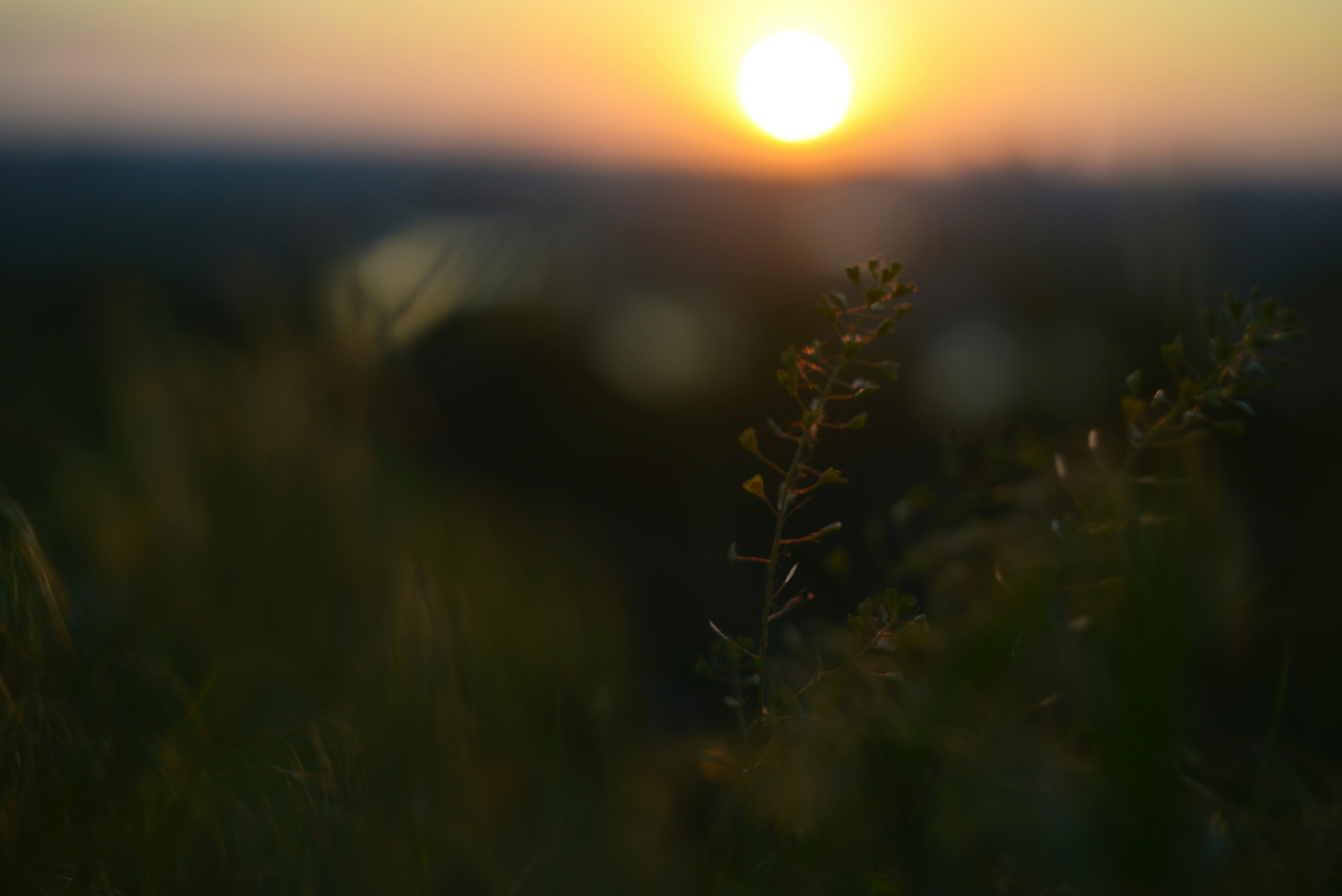 Hushed Meadow at Dusk: a Sunlit Silhouette into the Field