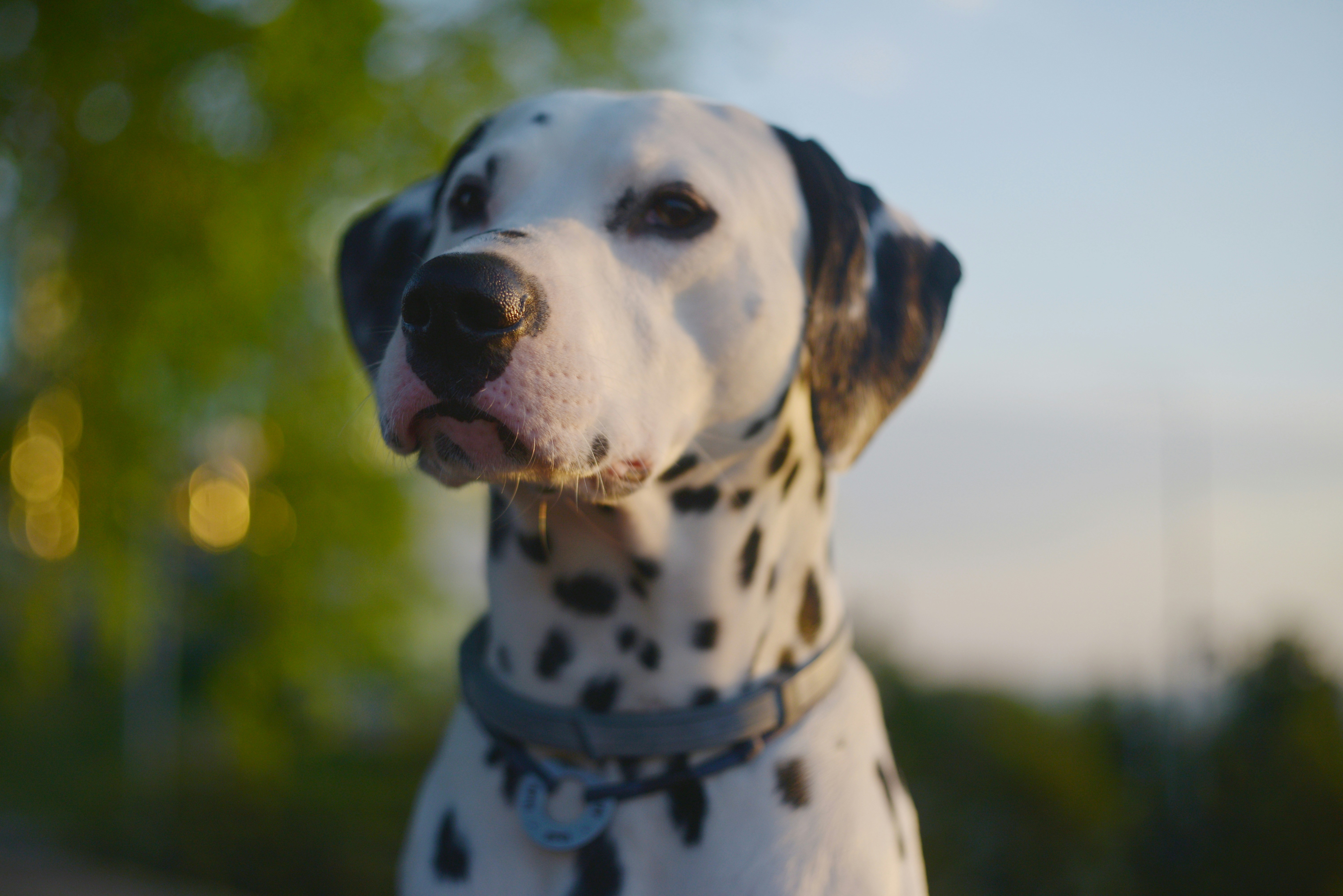 Dalmatian Portrait: Soft Focus in Sunlit Park