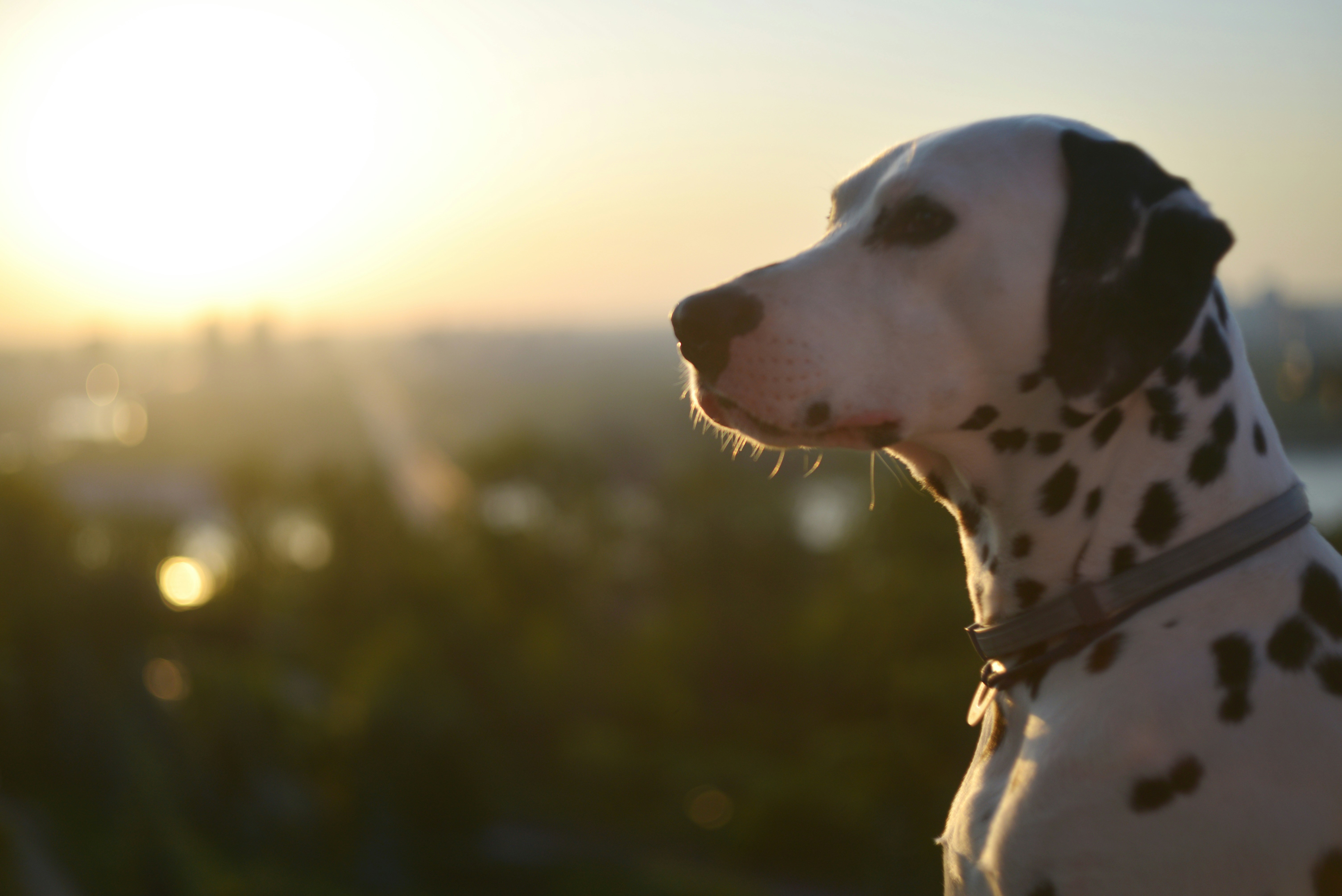 Dalmatian Silhouette at Sunset