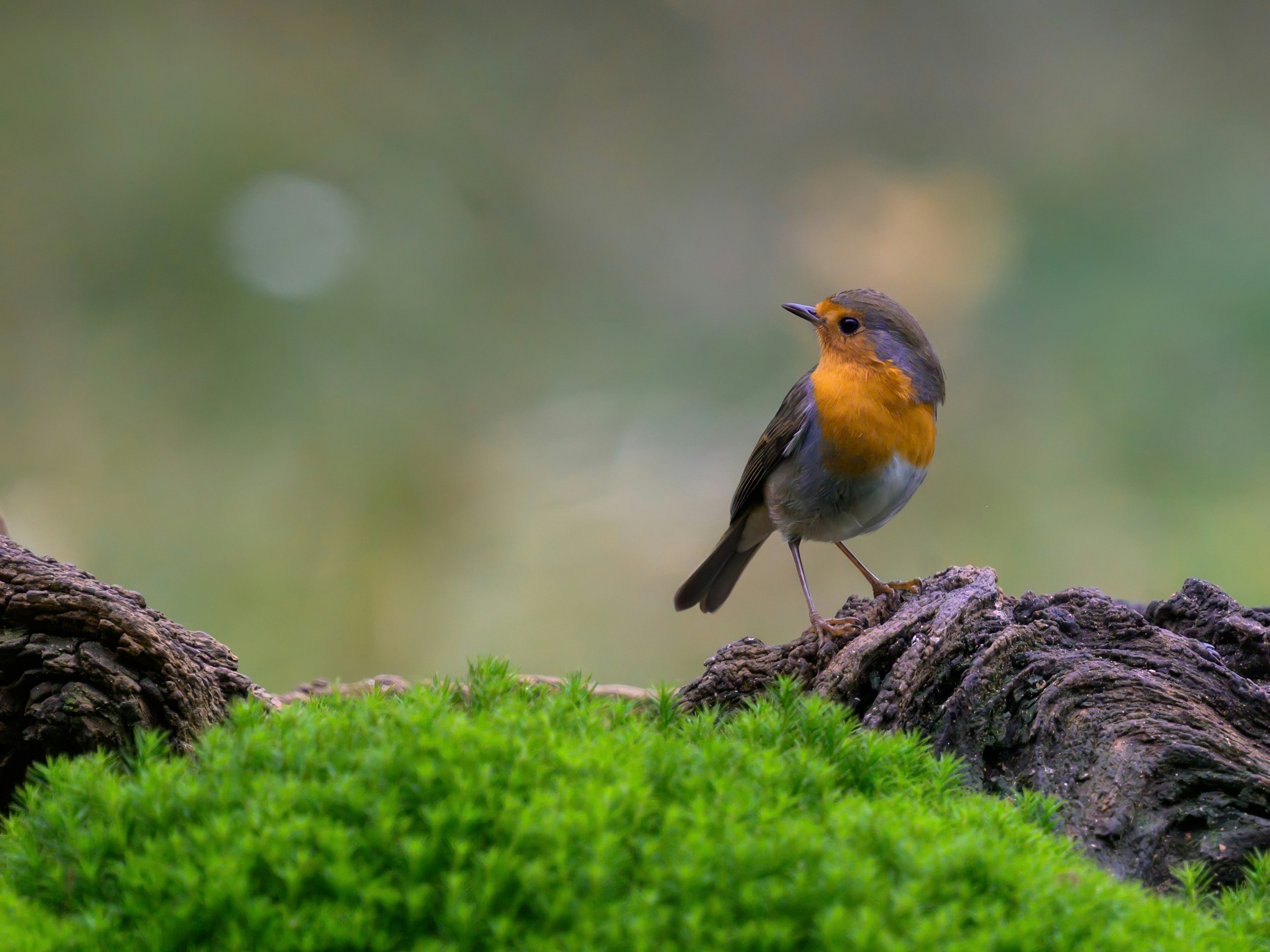 Robin on Mossy Branch: A Quiet Perch in Dappled Light