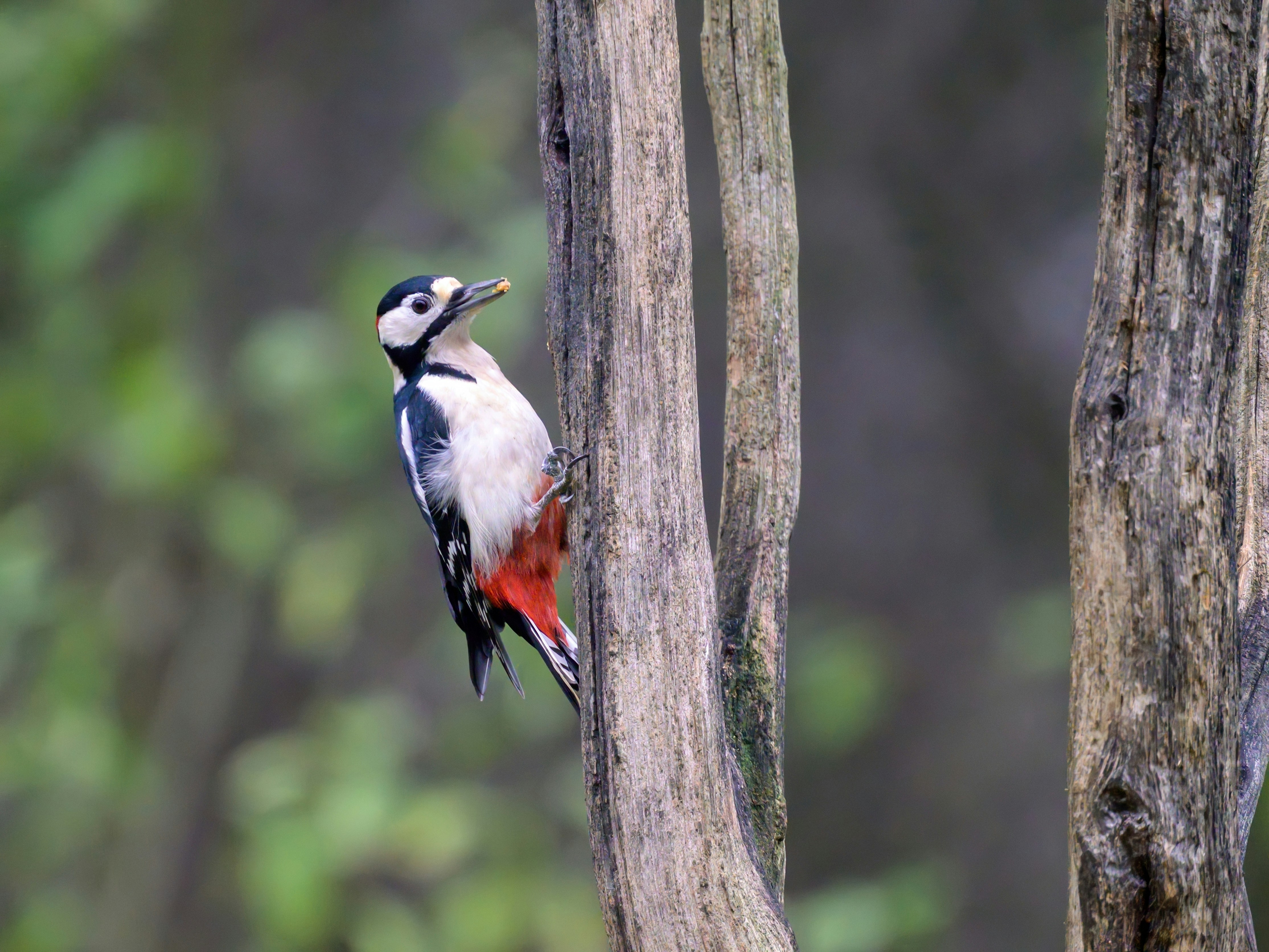 White-backed Woodpecker on a Trunk Corridor