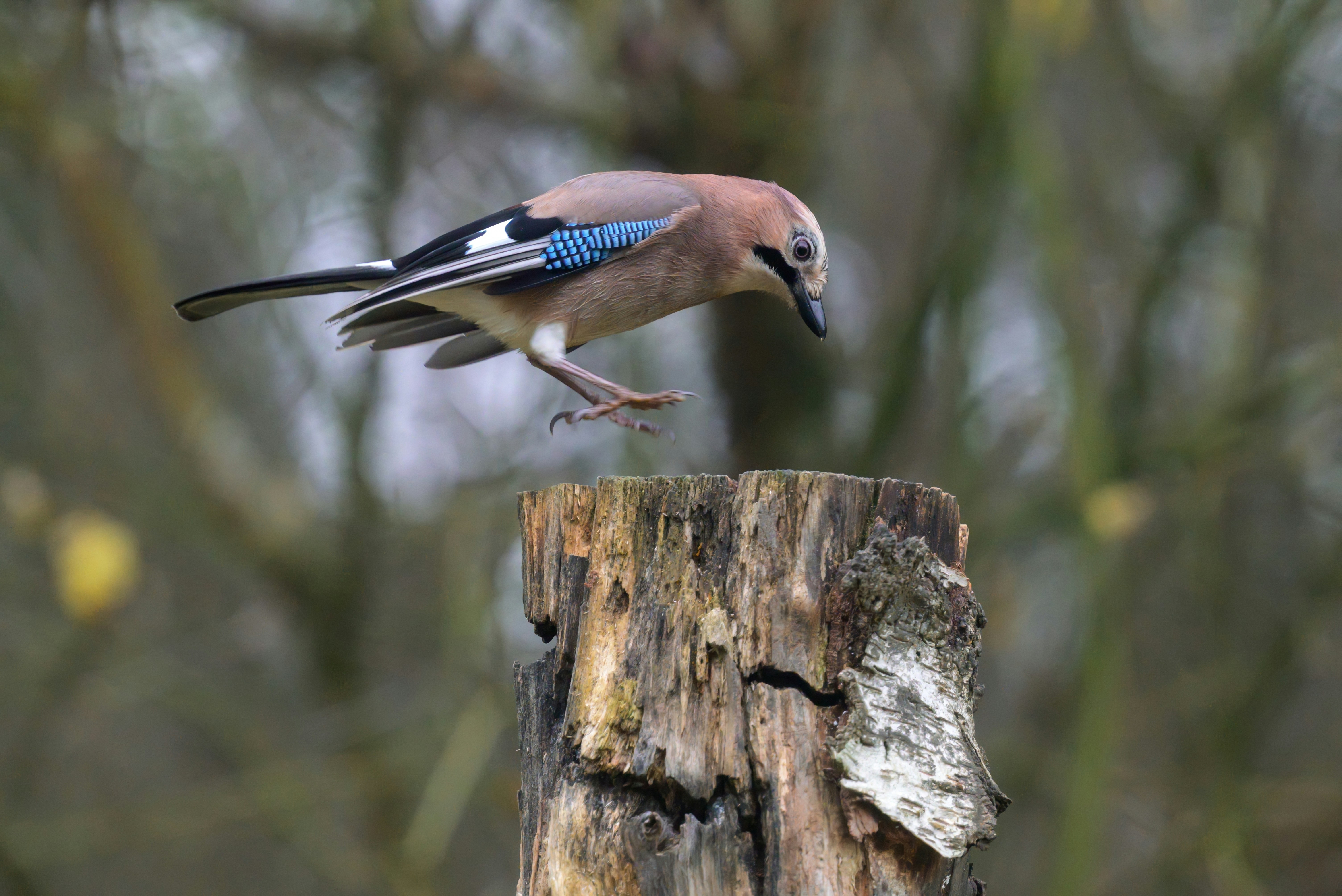 Blue-striped Jay Hover: Precision in a Moment on the Log