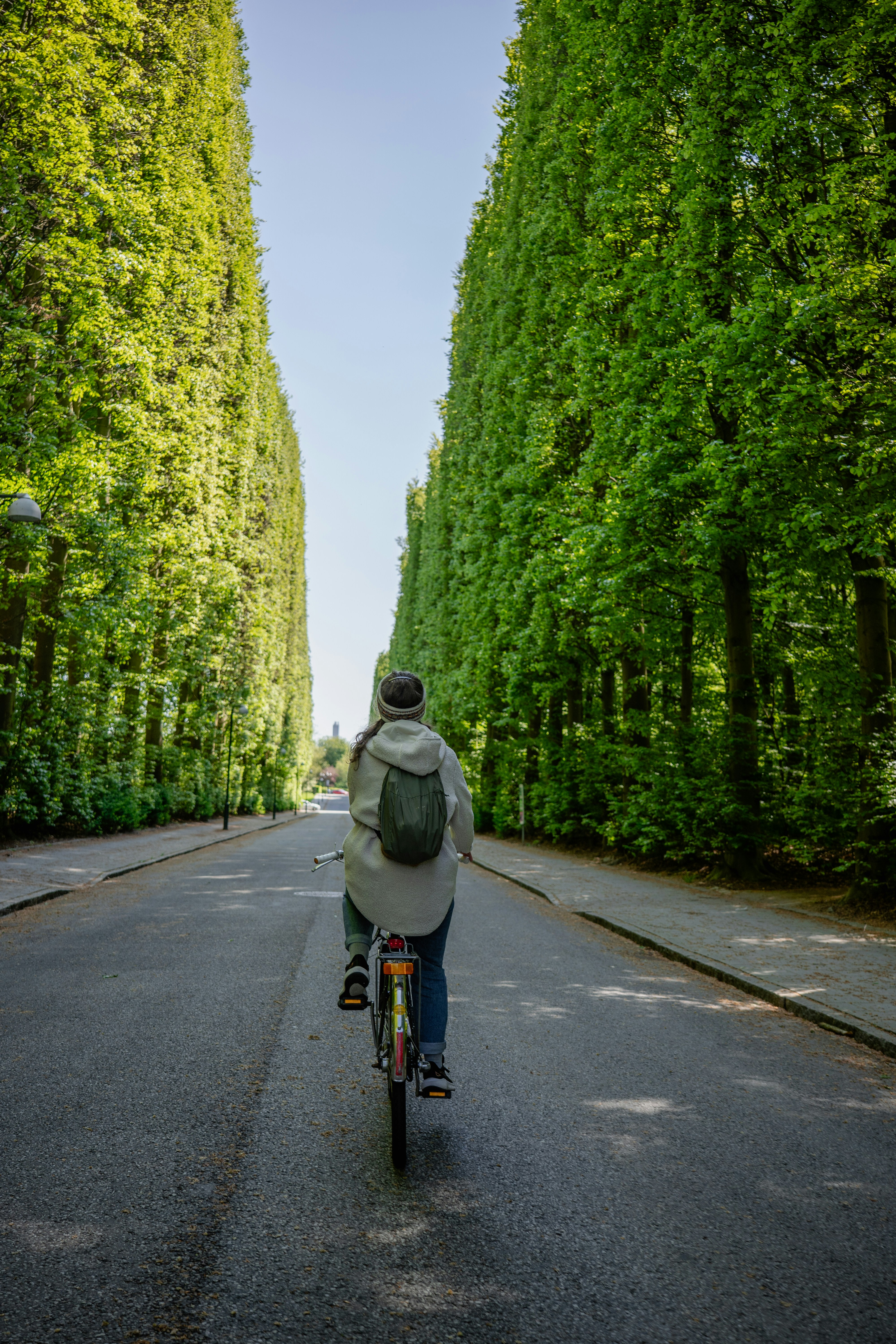 Back Road Beneath Green Cathedral