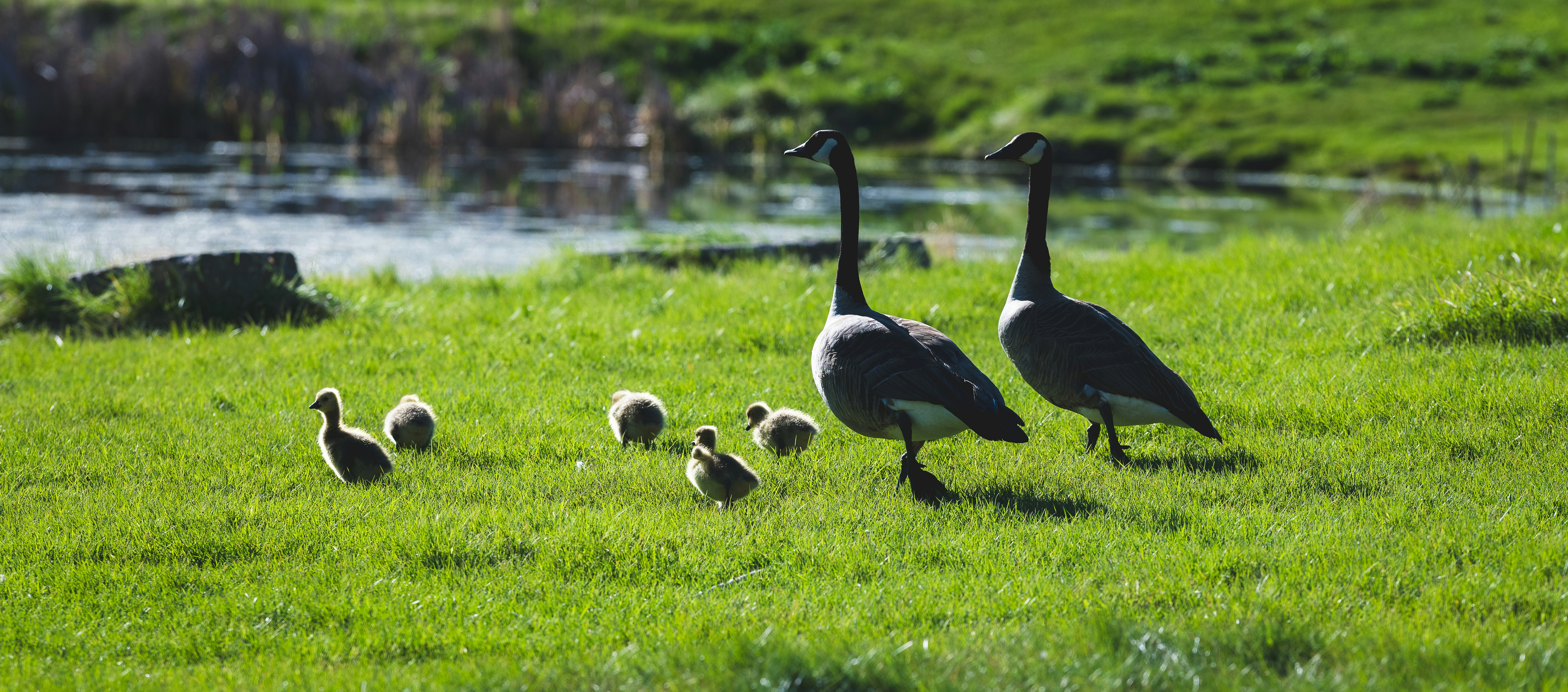 Herons and Ibises: Dawn on the Green Shore