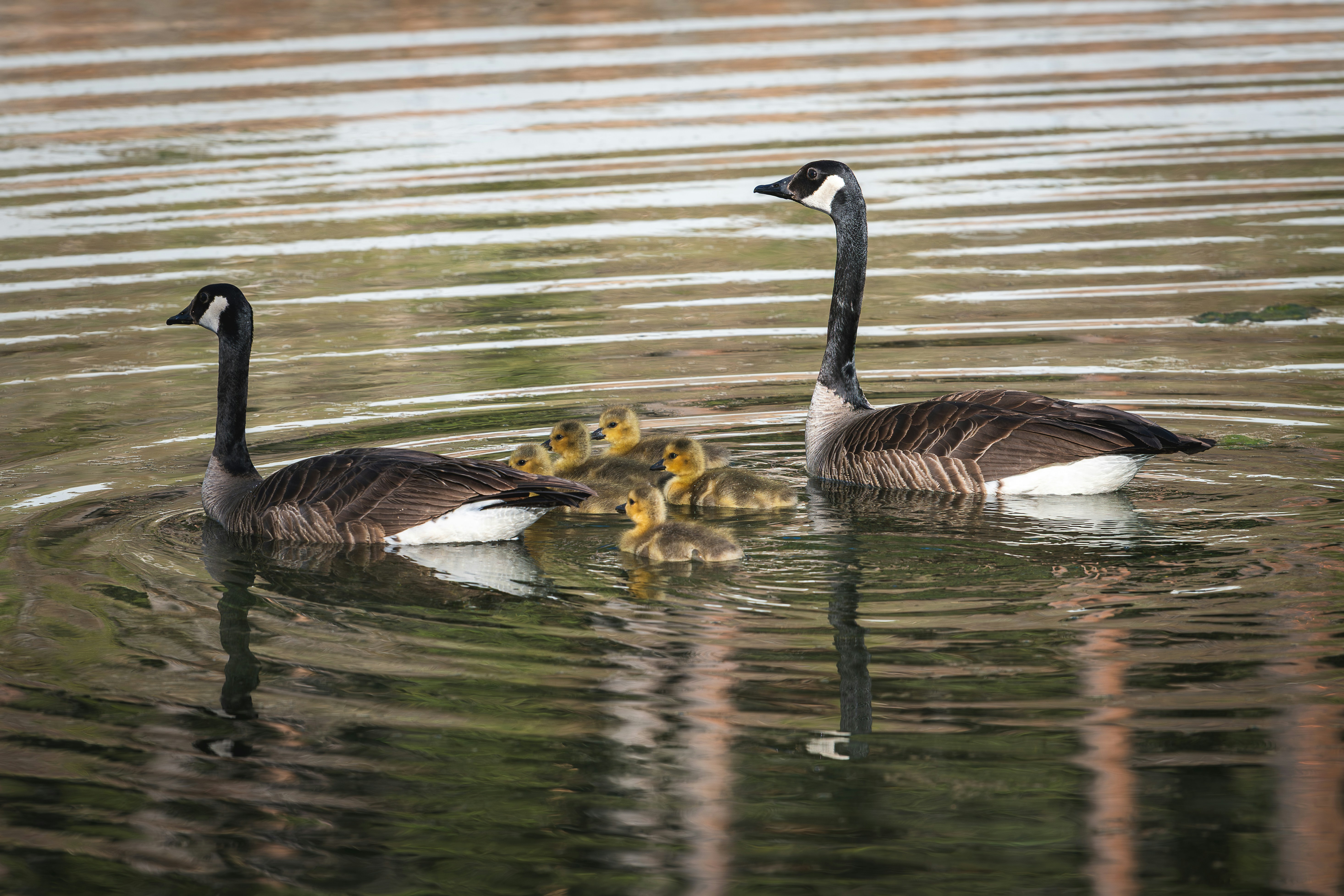 Parental Watch: Canada Geese and Goslings Glide Through Quiet Ripples