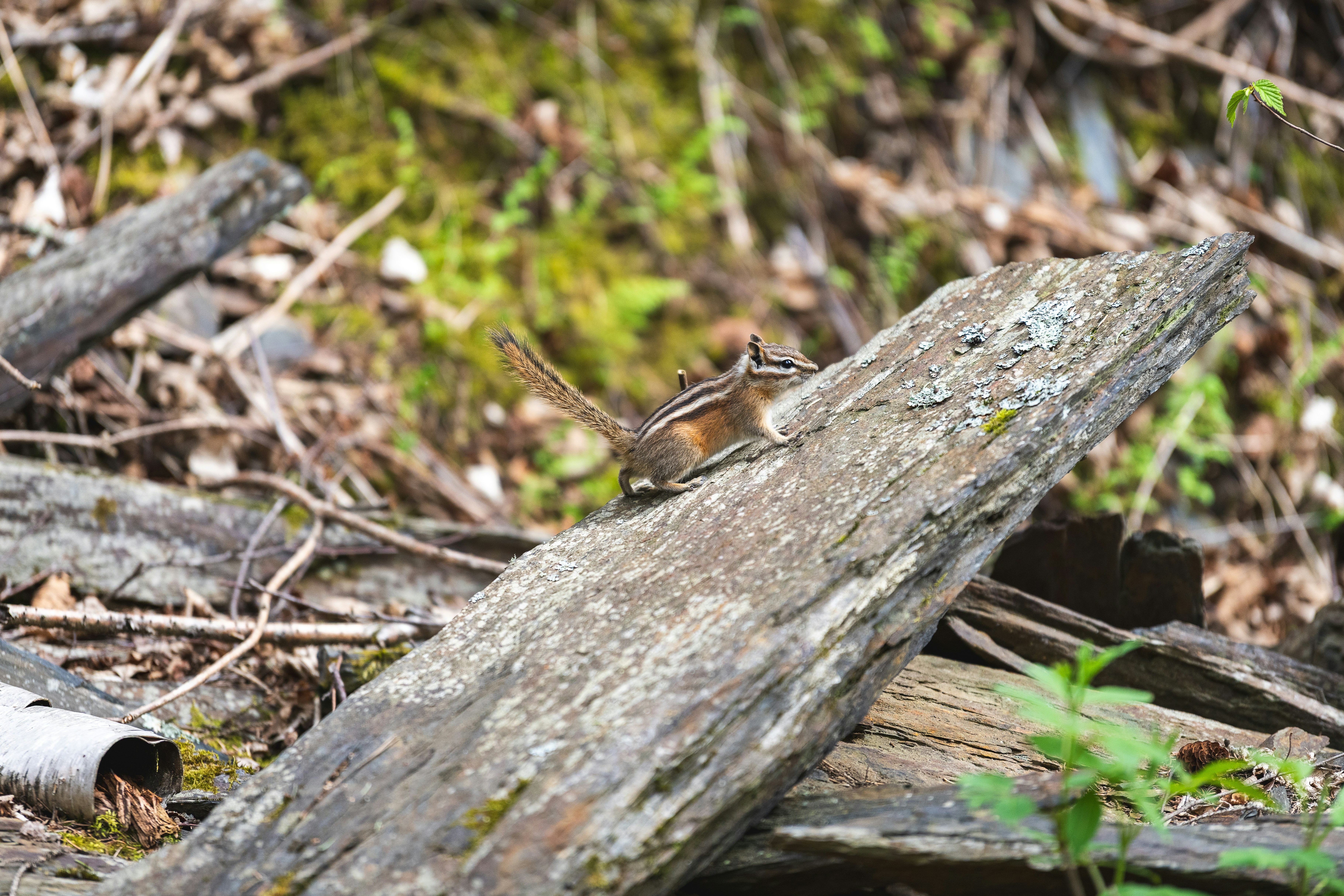 Chipmunk Scout Balancing on a Log Amid Stacked Debris