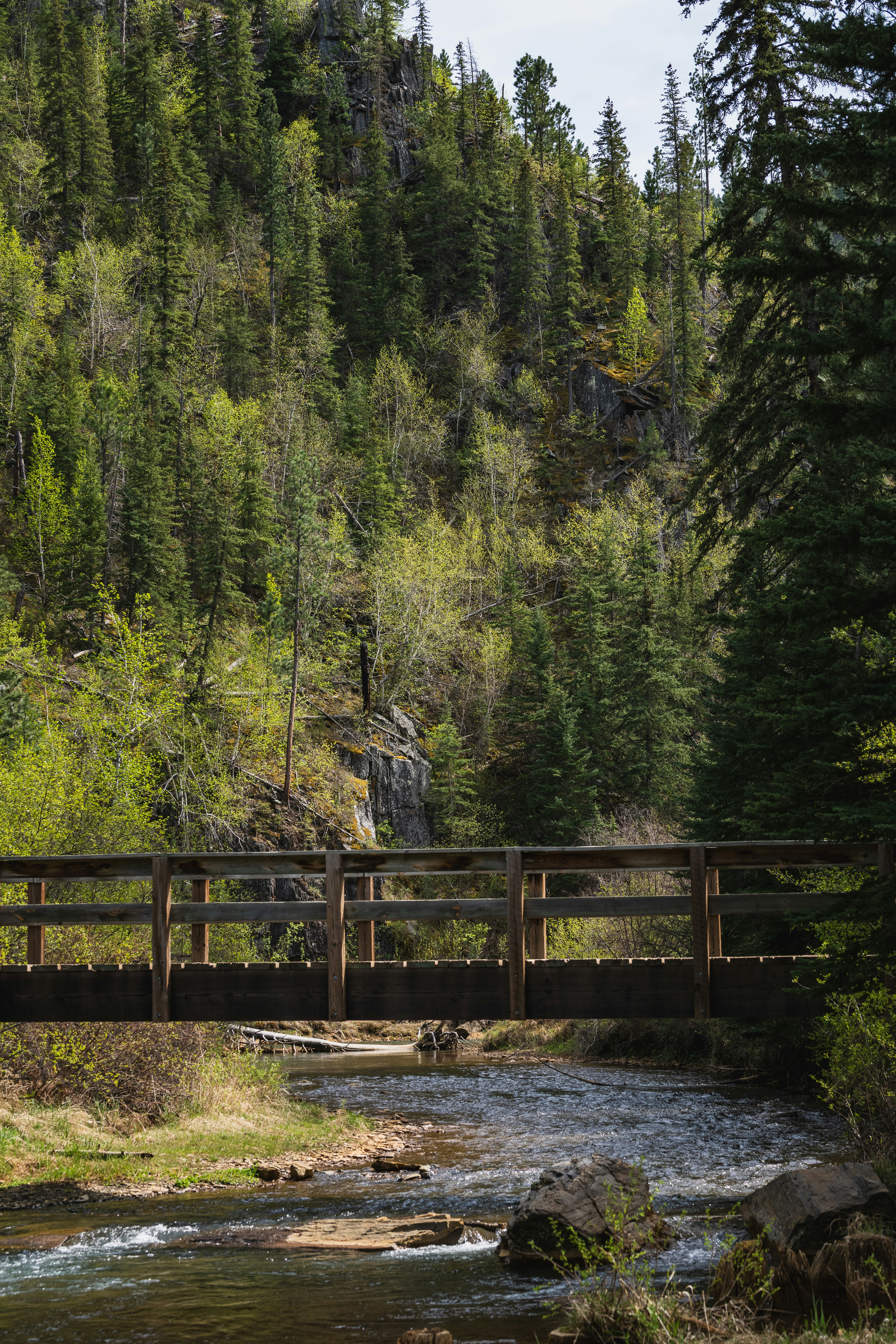 Forest Overpass: A Quiet River Crossing Beneath Wooden Rails