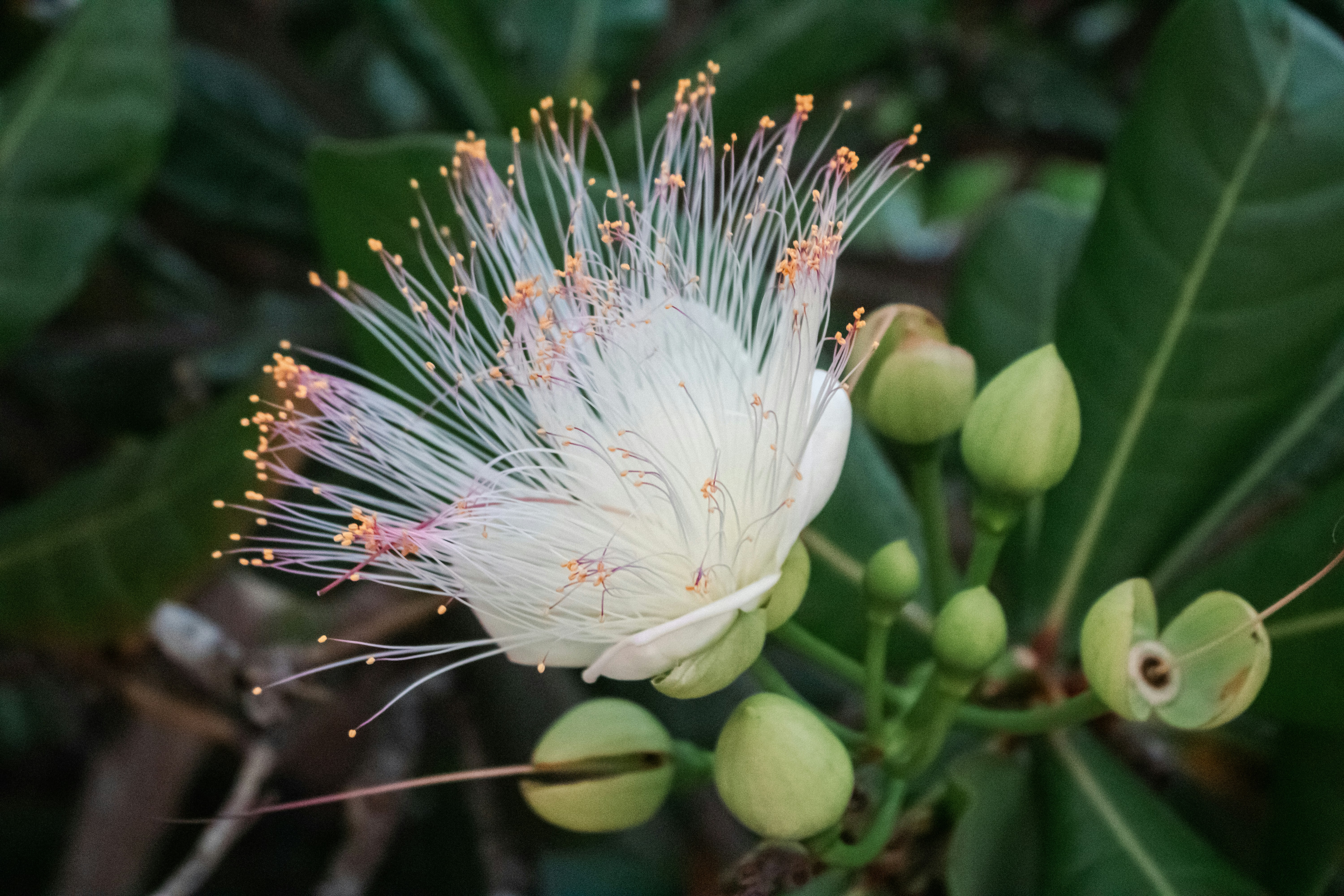 Blooming Firework: A white pistil-topped blossom with pink-tipped filaments in a lush green backdrop
