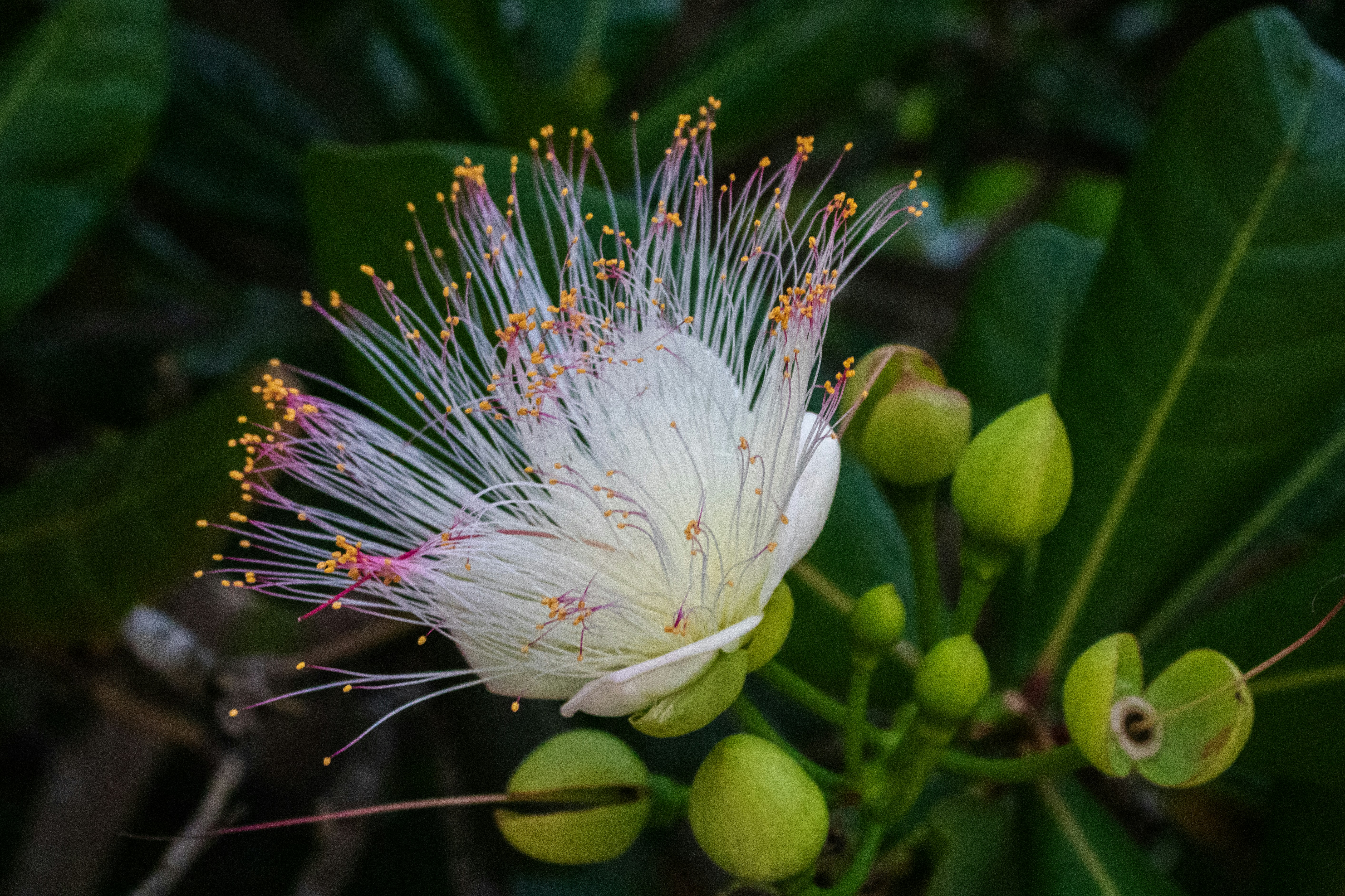 White pollen-releasing bloom: a delicate spray of filaments against lush green backdrop