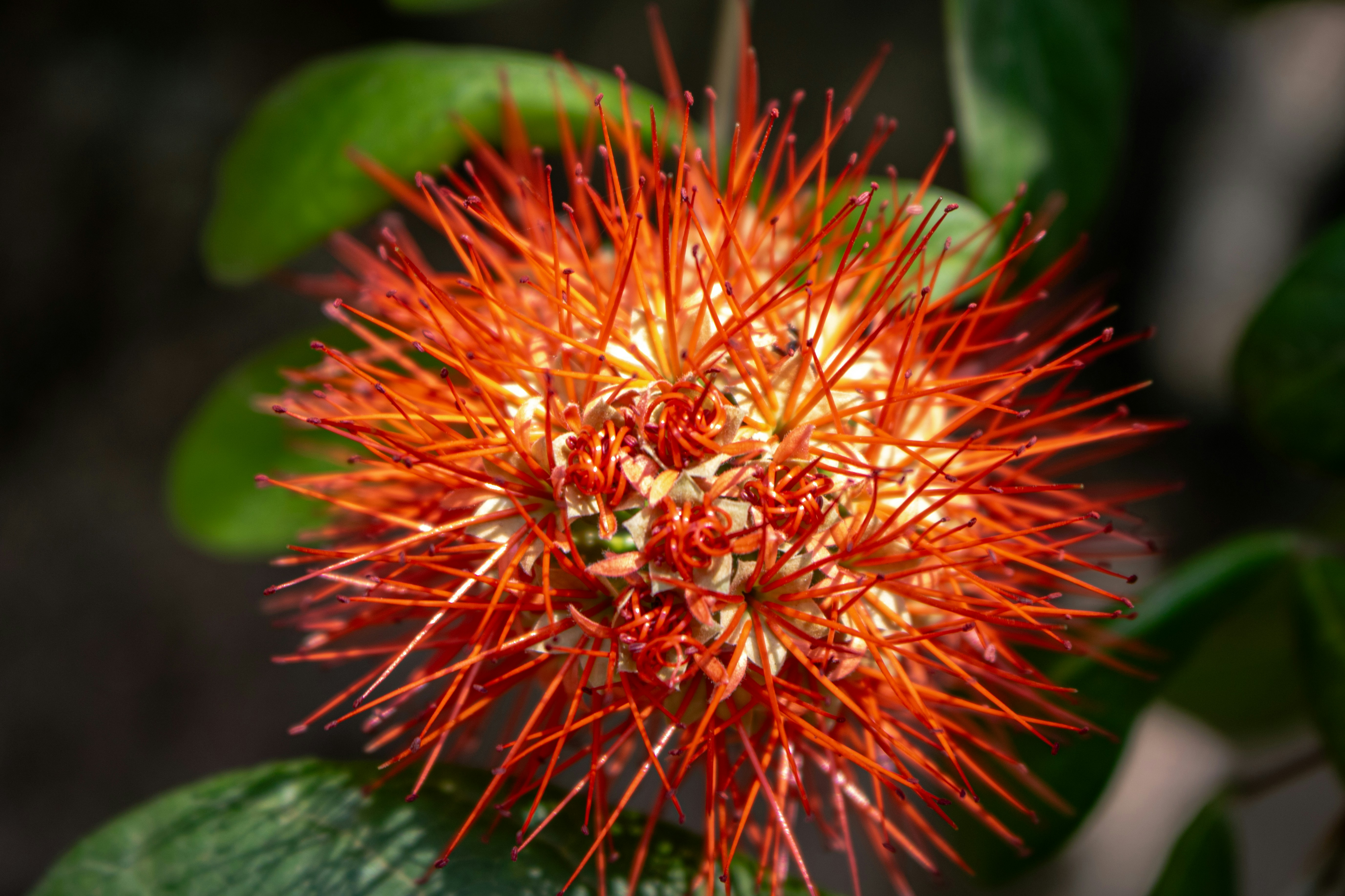 Radiant Bloom: A Spiky Fireflower at Close Range