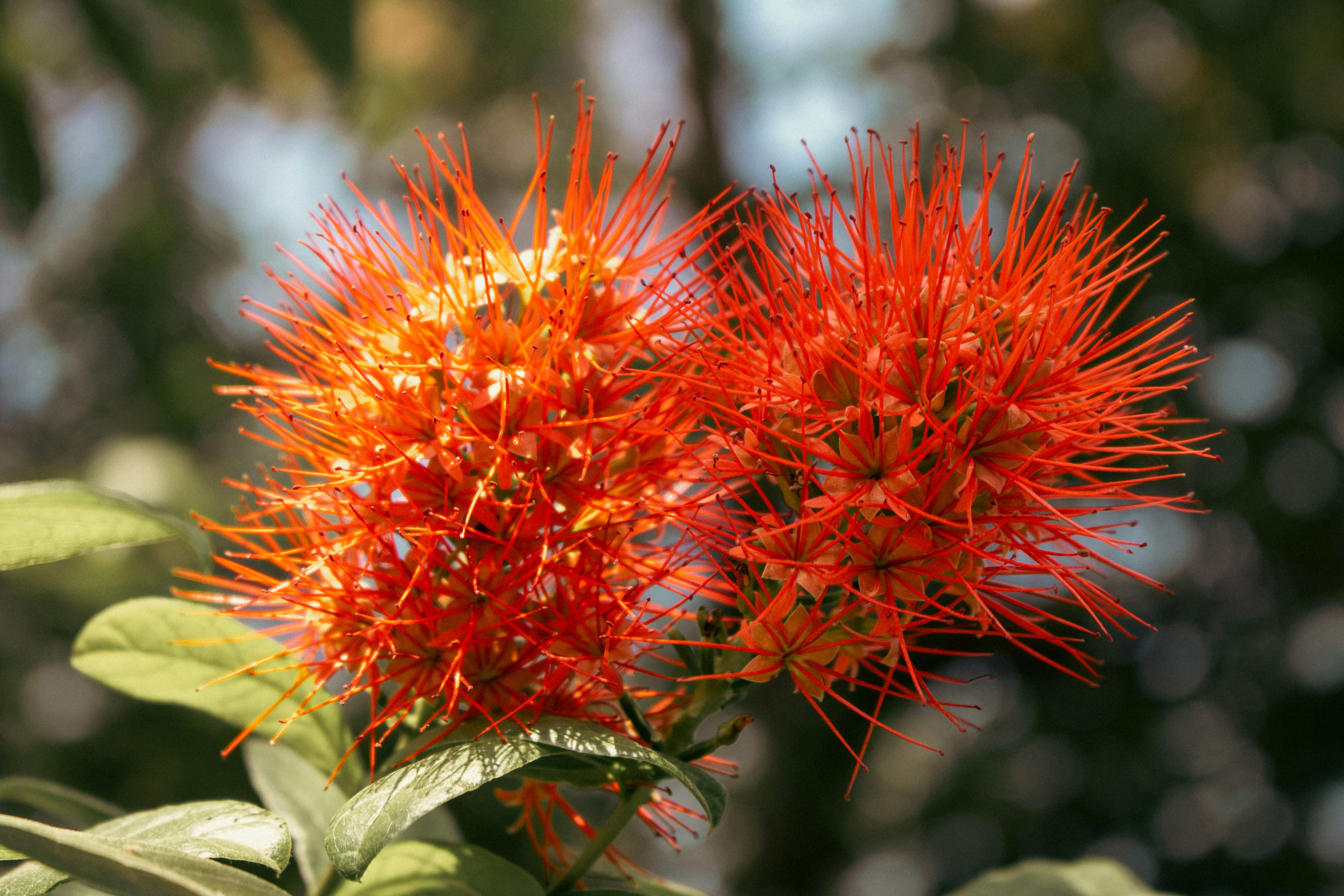 Orange Fireflowers: a pair of pincushions in sunlit bloom