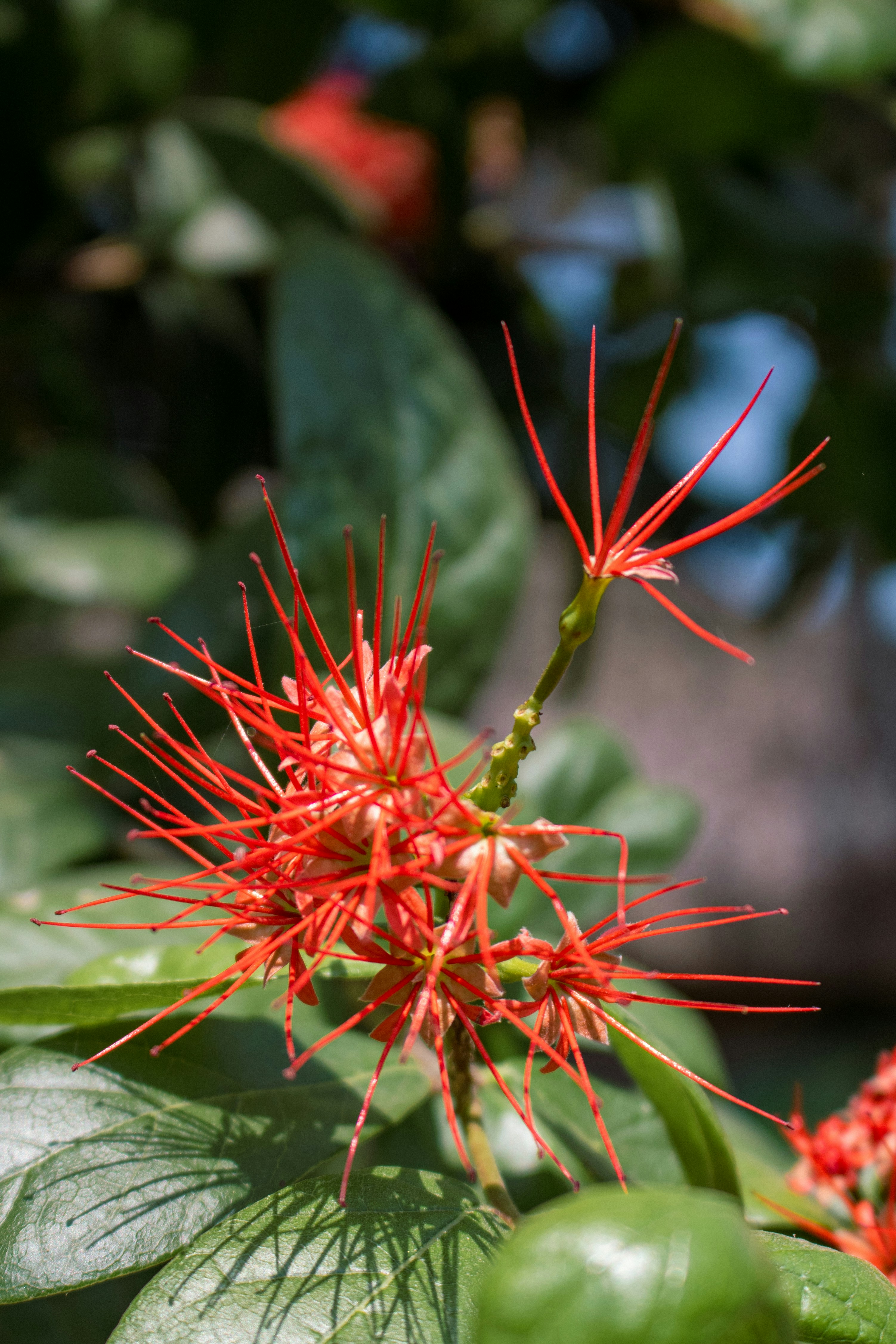 Red Fireworks on a Green Hedge: A Delicate Burst of Tropic Red Spikes