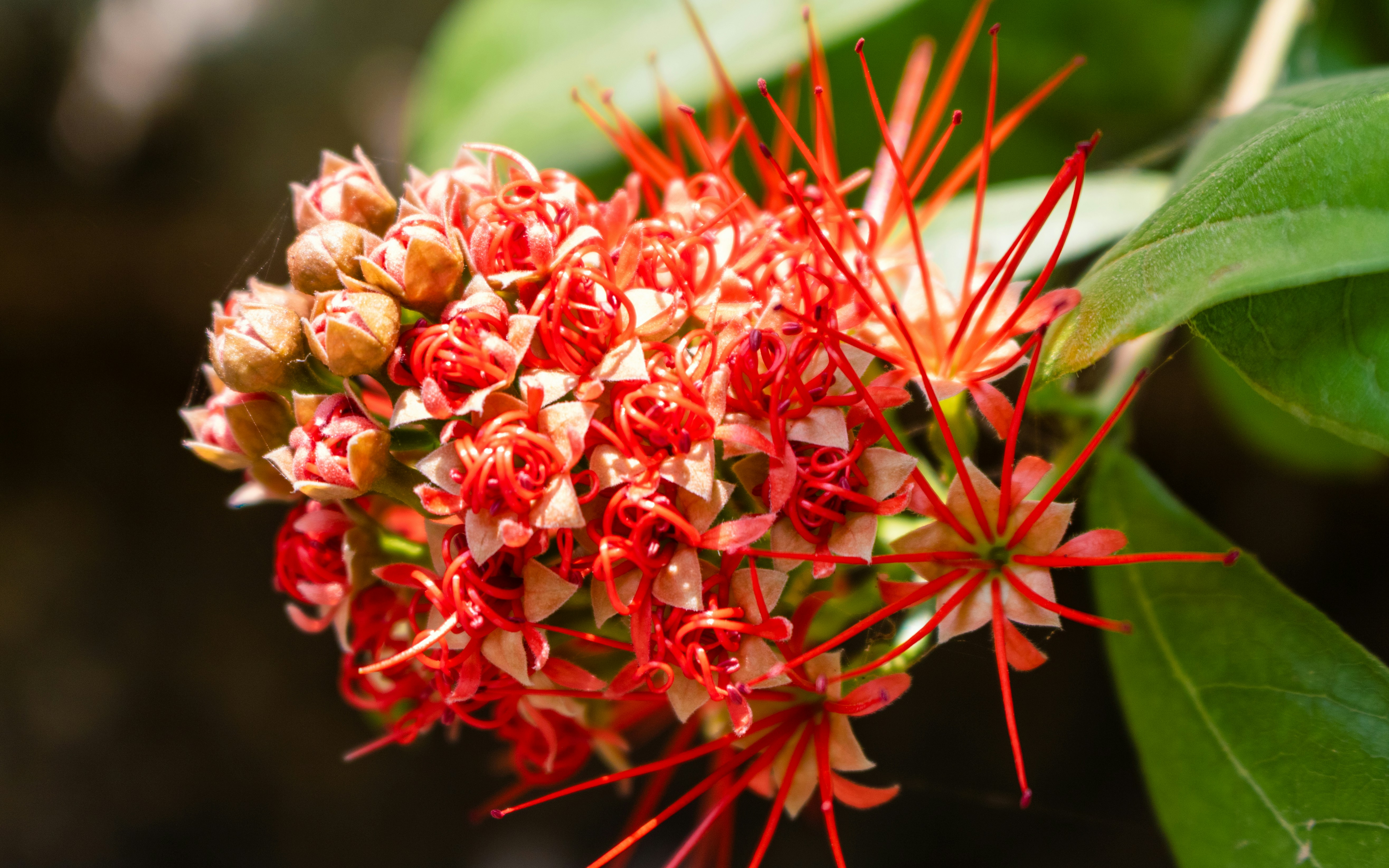 Crimson Bloom: A Close-Up of Juicy Red Buds and Spindled Stems