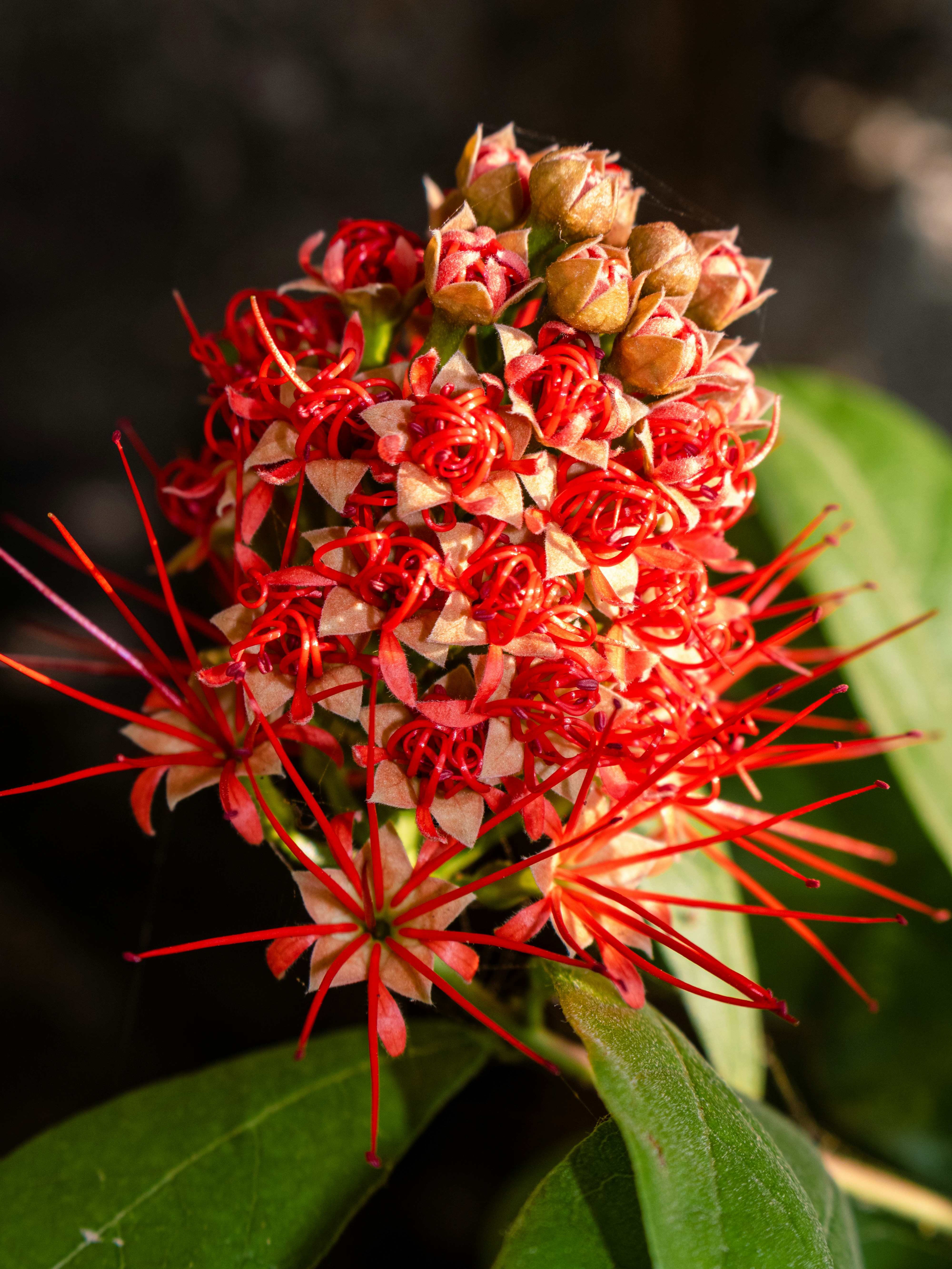 Red Fireflower Cluster: A Burst of Spiky Blooming Stems