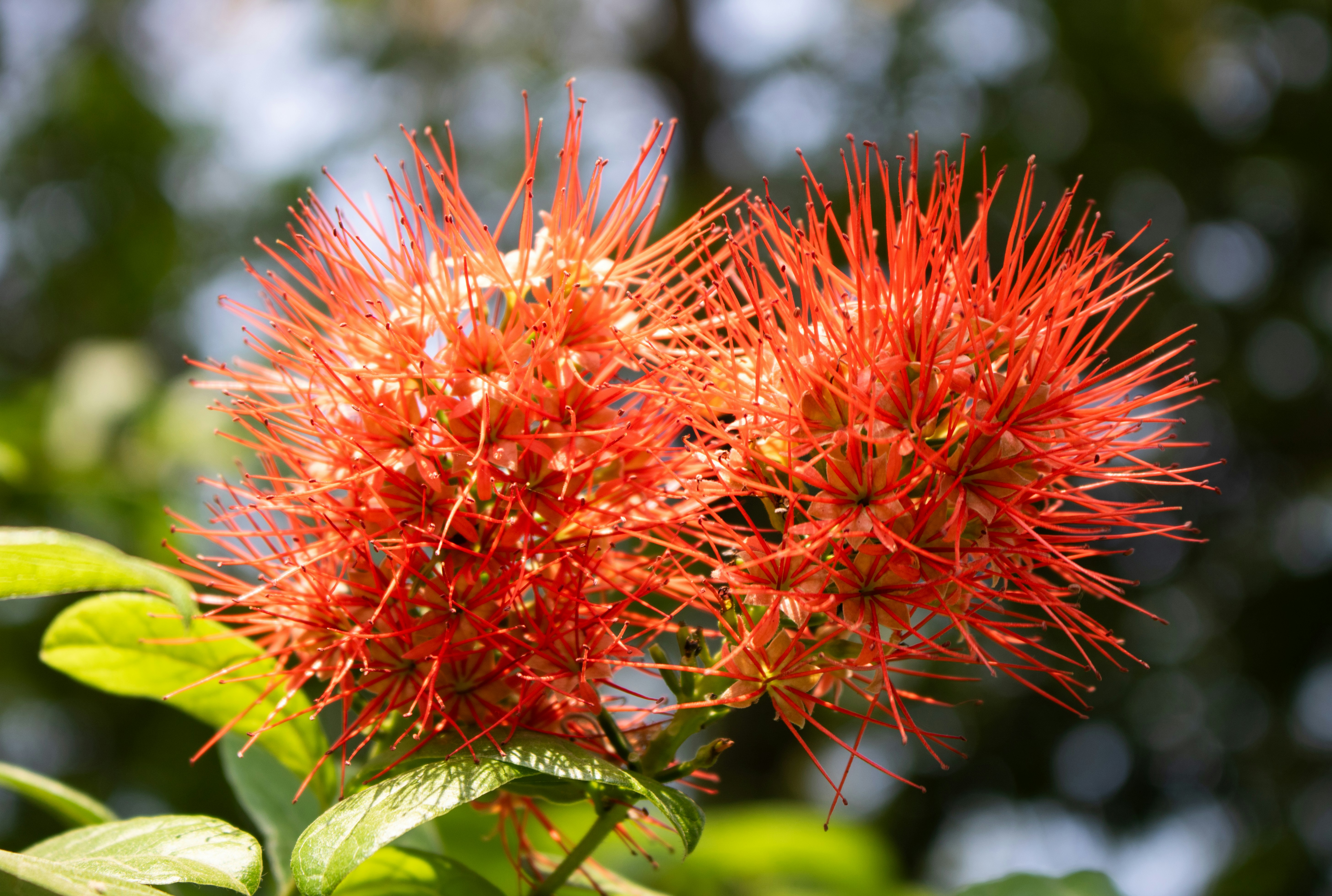 Red Burst in Bloom: A Spiky Coral Pom in Sharp Focus